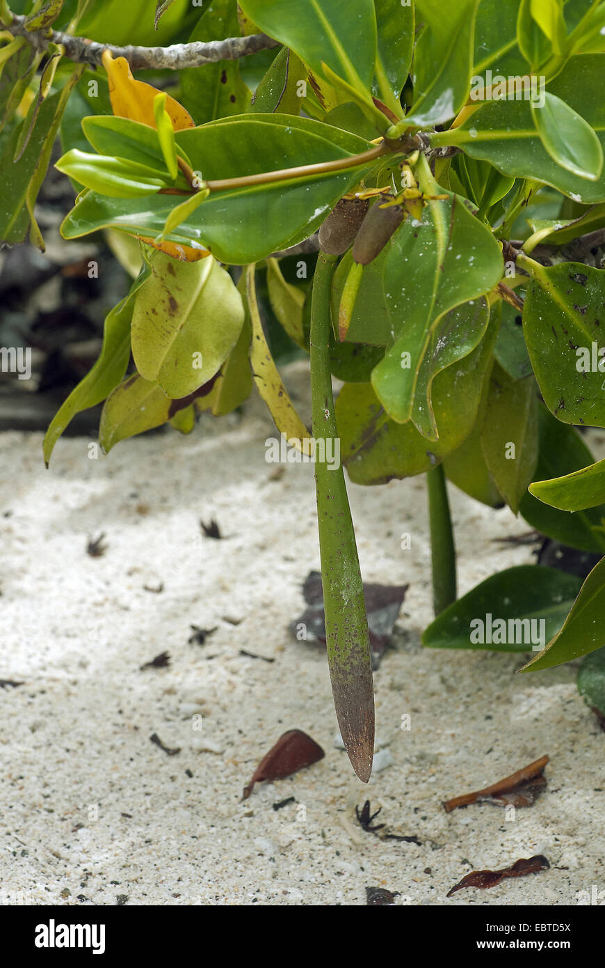 Red Mangrove Seeds Red Mangrove Tree Species Profile