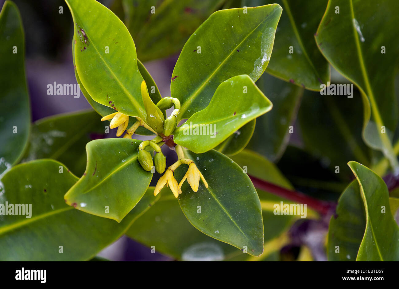 Red mangrove rhizophora mangle hi-res stock photography and images - Alamy