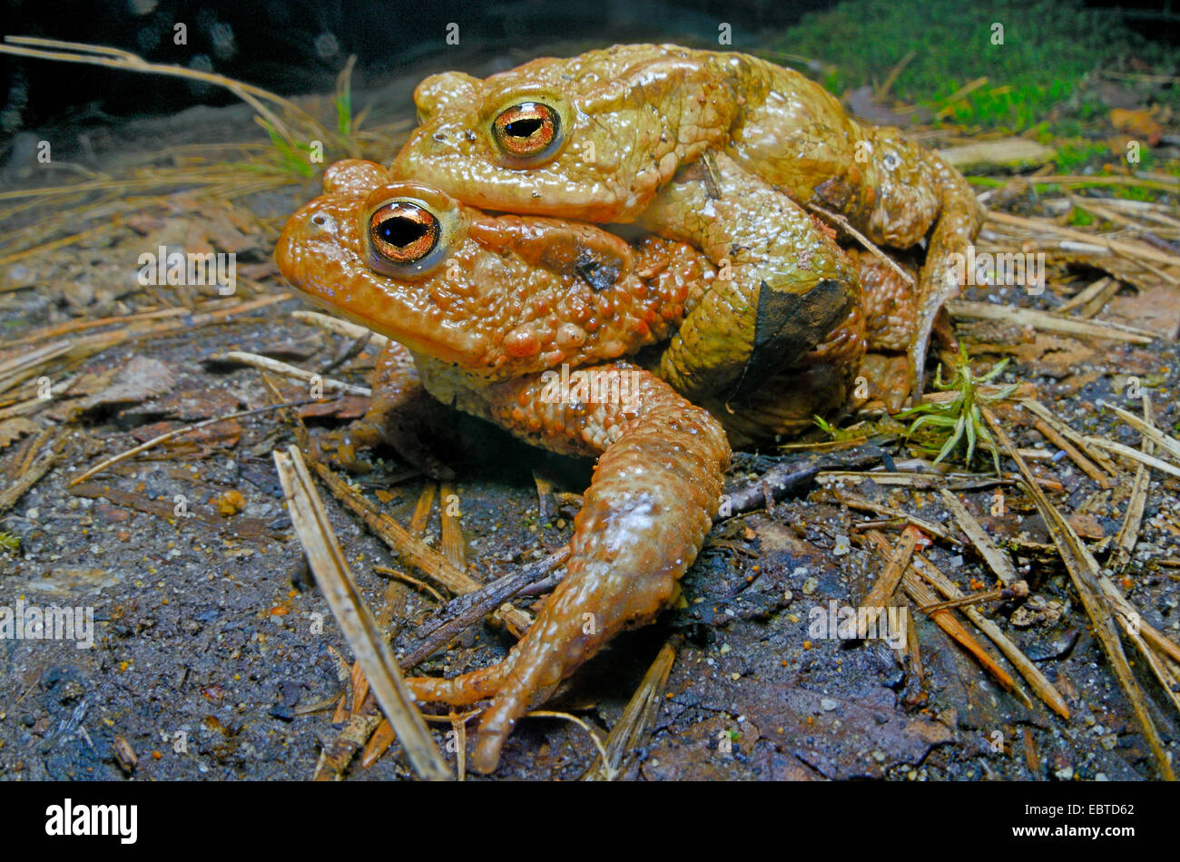 European common toad (Bufo bufo), clasping couple (amplexus), Germany ...