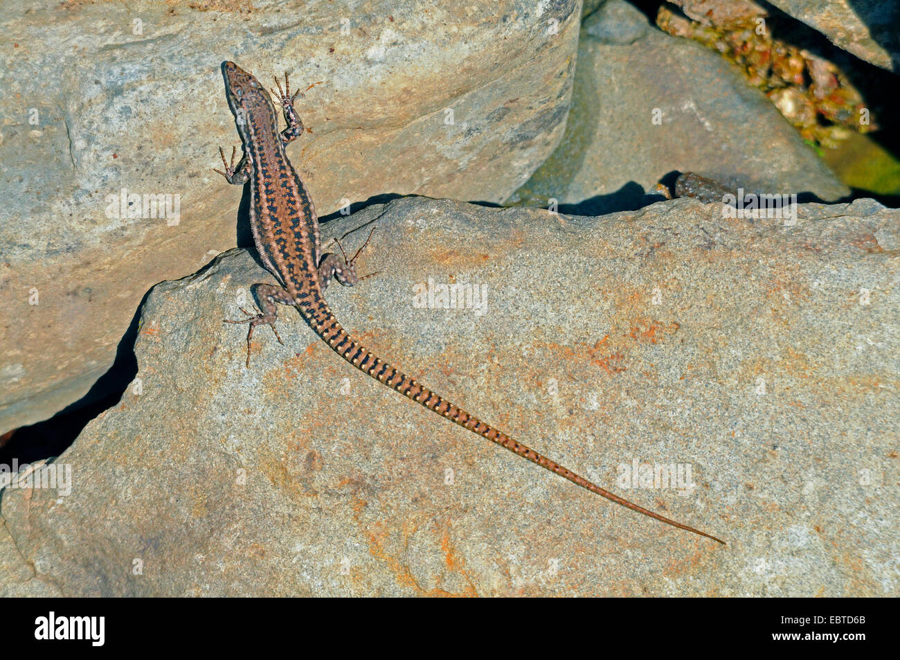 Iberian wall lizard (Podarcis hispanica, Lacerta hispanica), climbing ...