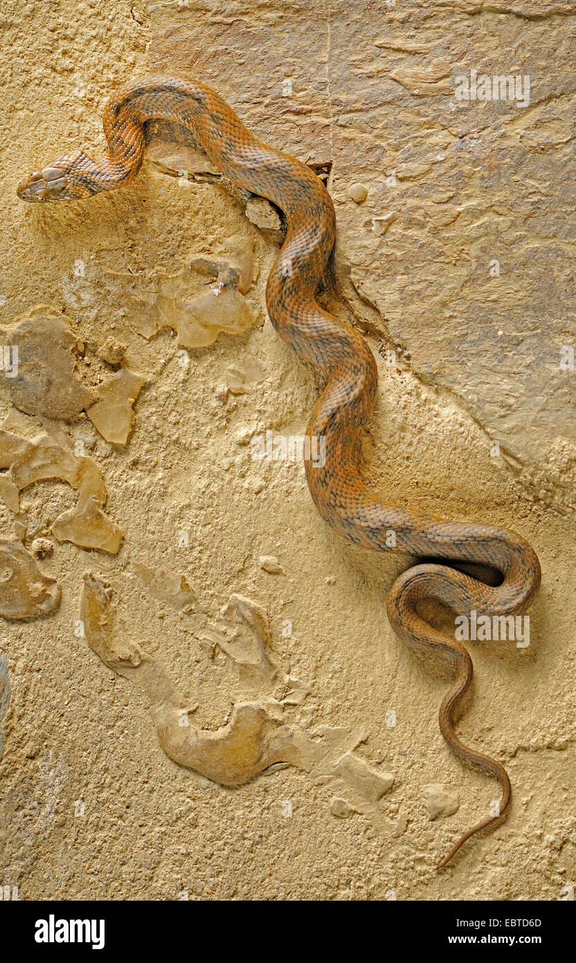 viperine snake, viperine grass snake (Natrix maura), creeping over rock ...
