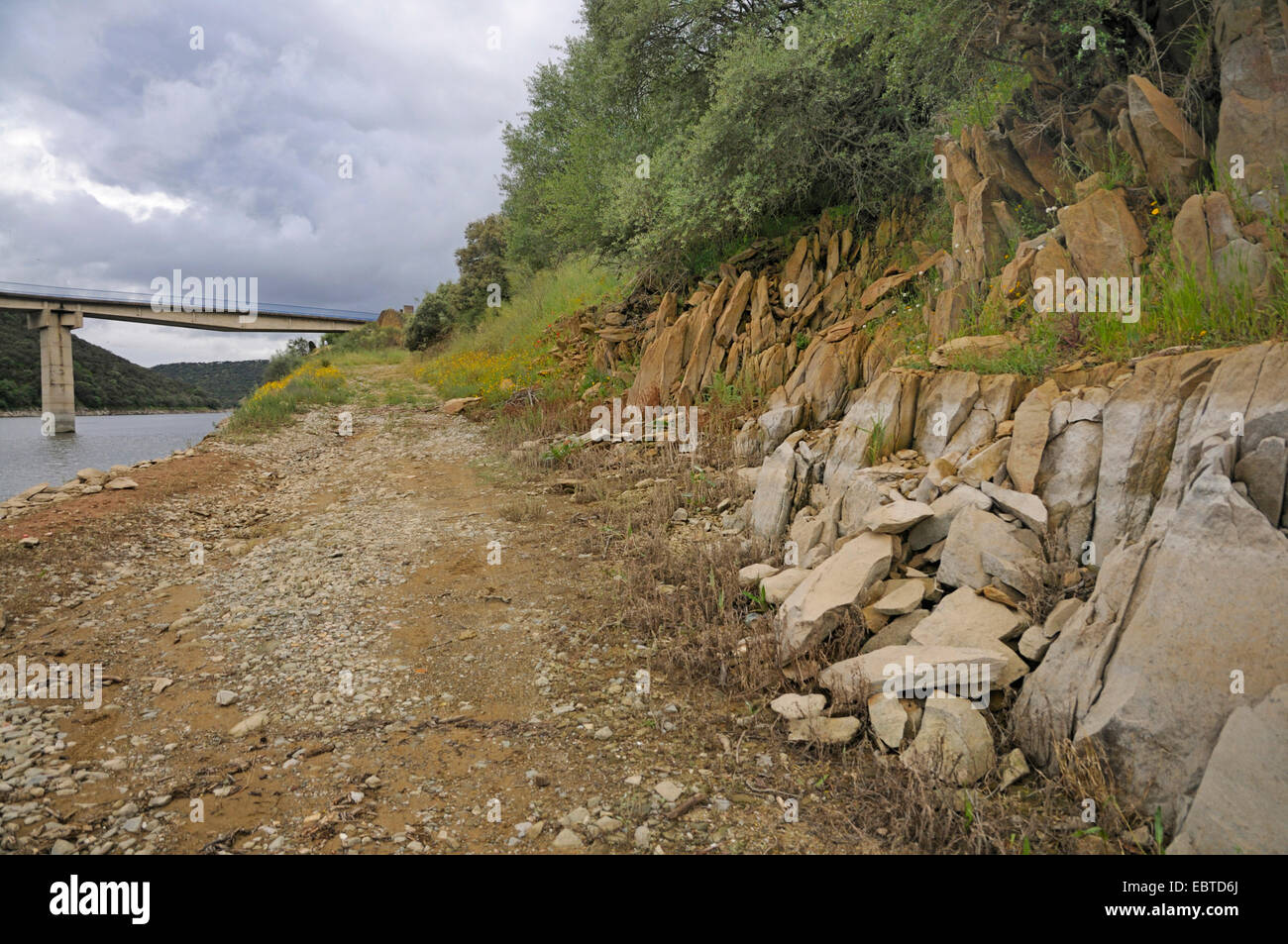 sharp-ribbed salamander, sharp-ribbed newt, Spanish ribbed newt ...