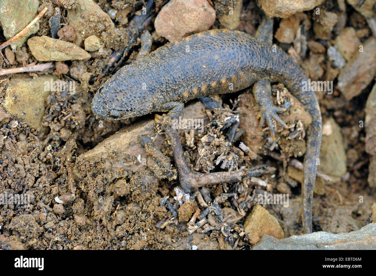 sharp-ribbed salamander, sharp-ribbed newt, Spanish ribbed newt ...