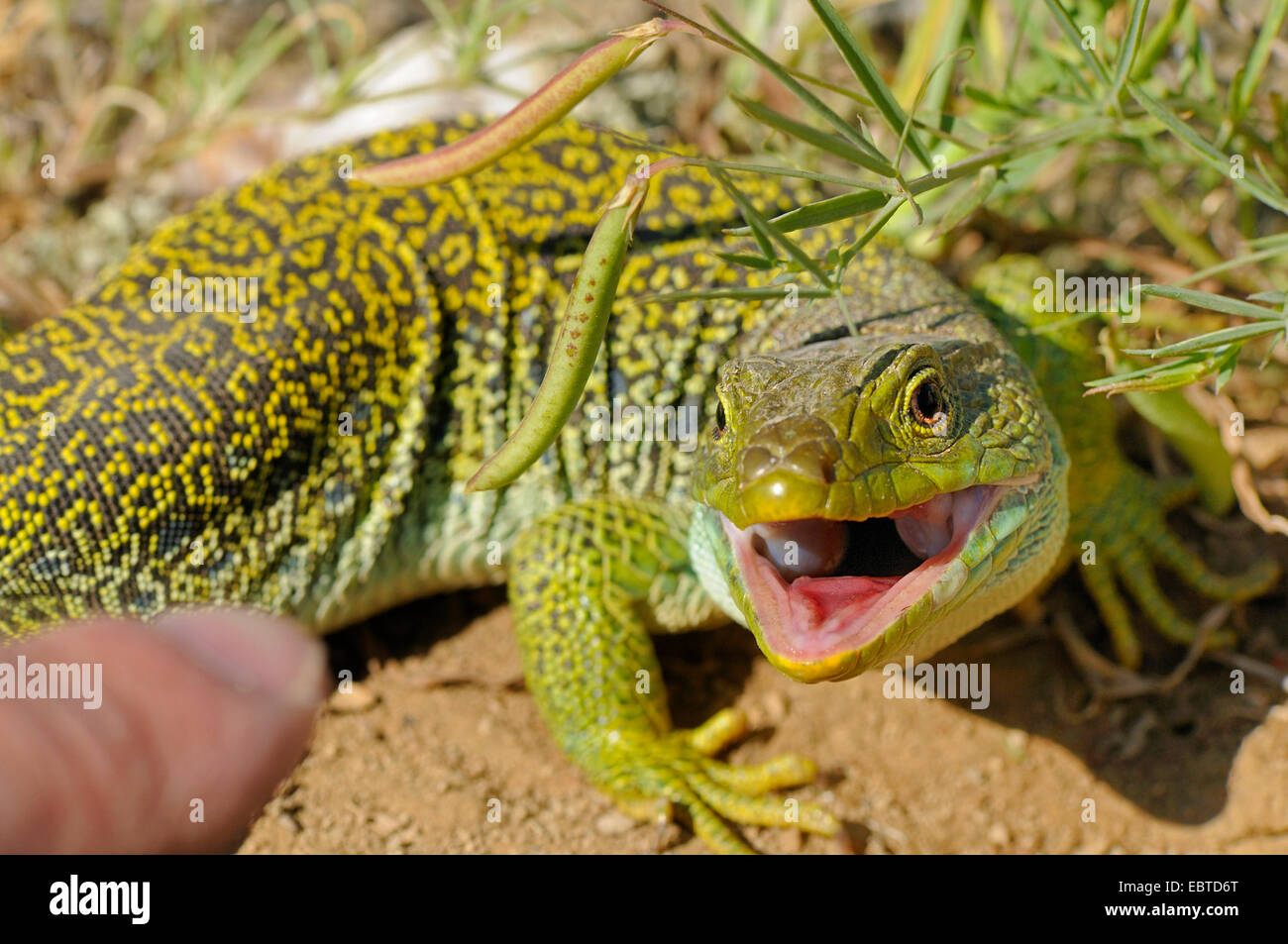 ocellated lizard, ocellated green lizard, eyed lizard, jewelled lizard ...