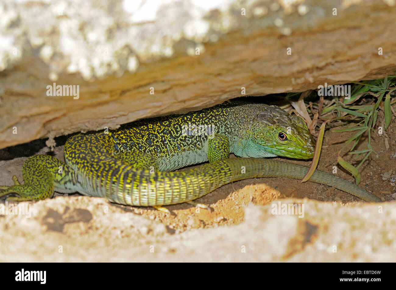 ocellated lizard, ocellated green lizard, eyed lizard, jewelled lizard ...