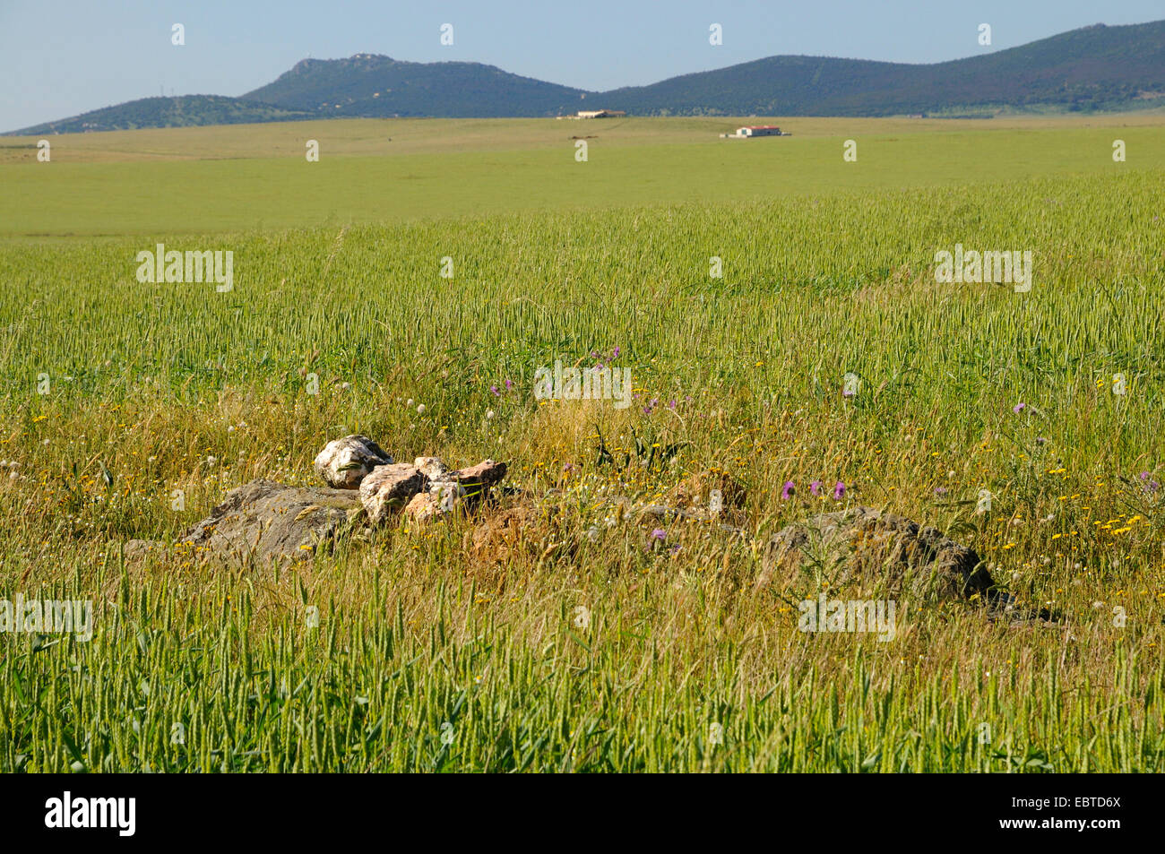 ocellated lizard, ocellated green lizard, eyed lizard, jewelled lizard ...
