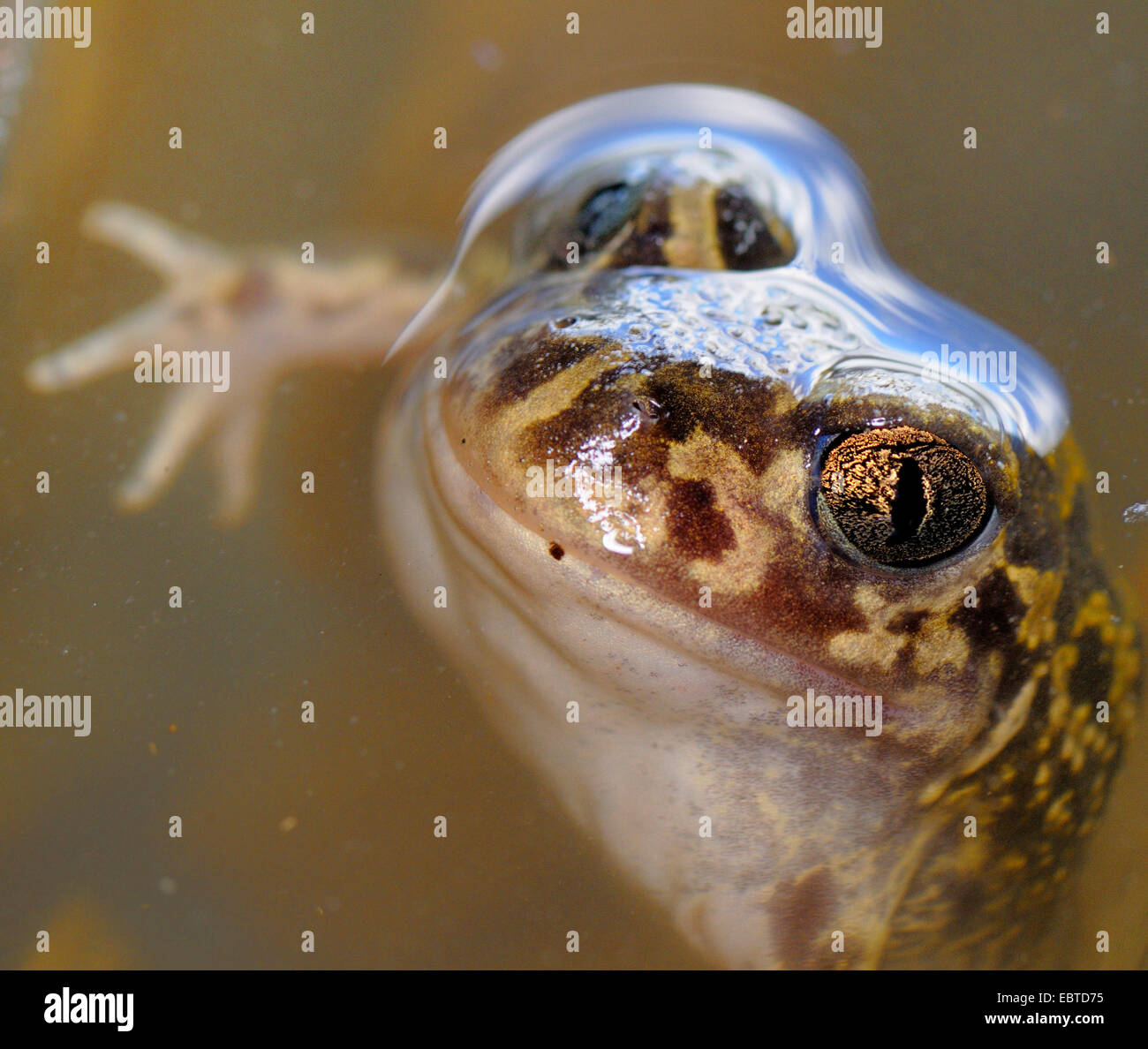 Western European spadefoot, Iberian spadefoot (Pelobates cultripes ...