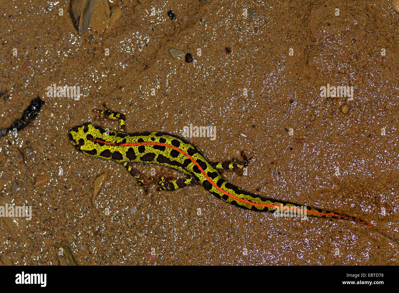 Triturus marmoratus newts hi-res stock photography and images - Alamy