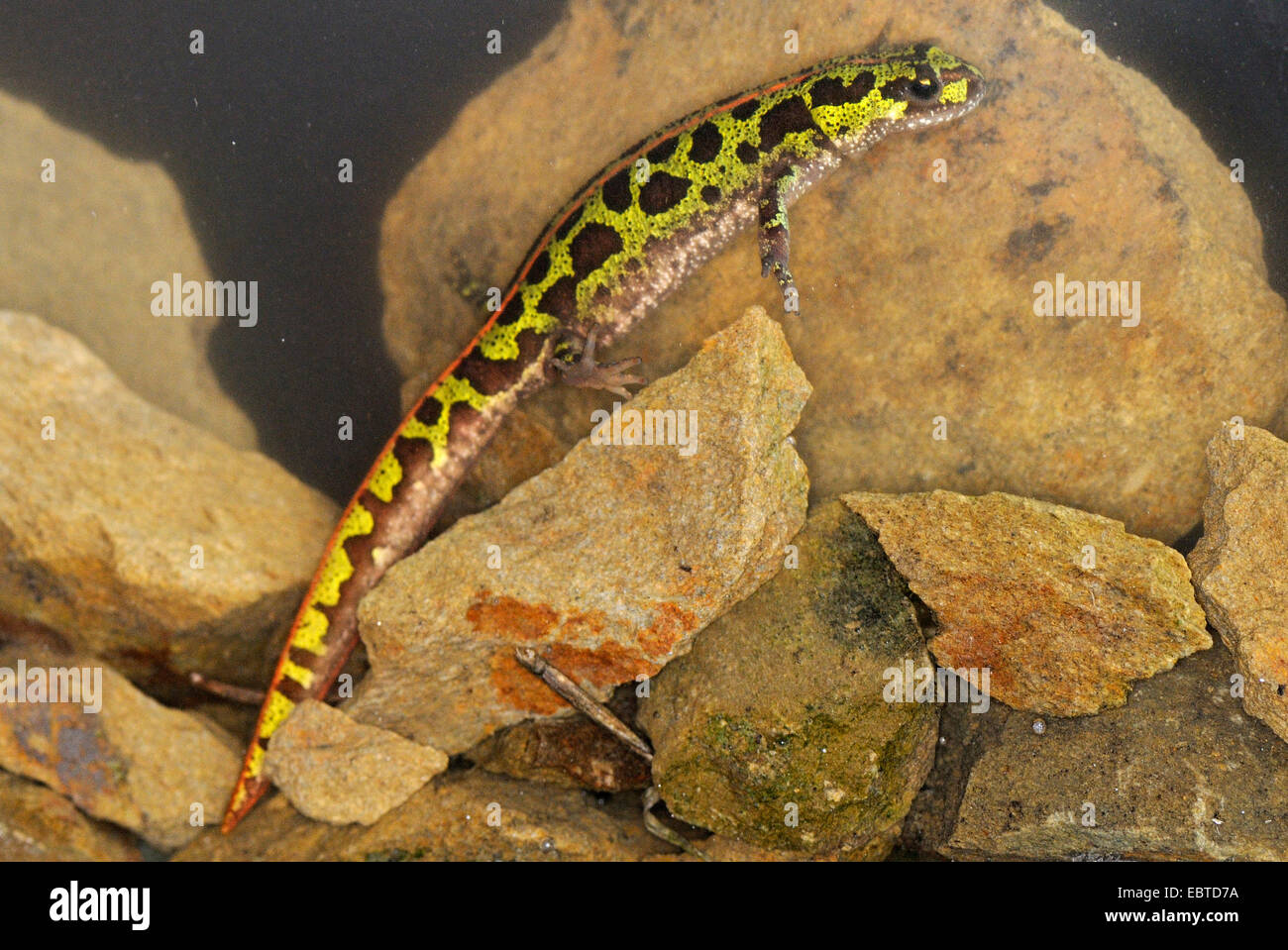 marbled newt (Triturus marmoratus), swimming among stones, Spain ...