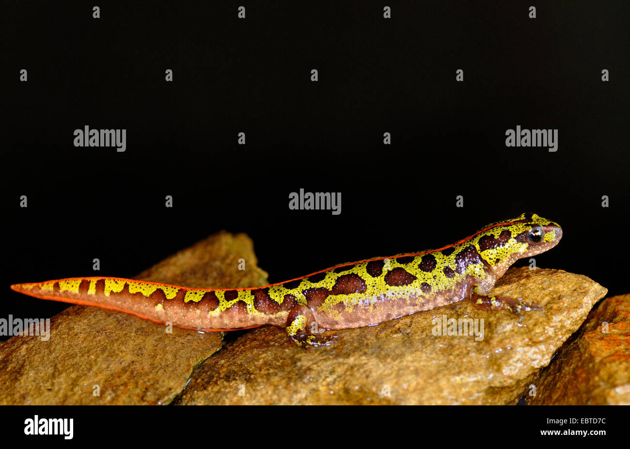 Newts of spain hi-res stock photography and images - Alamy