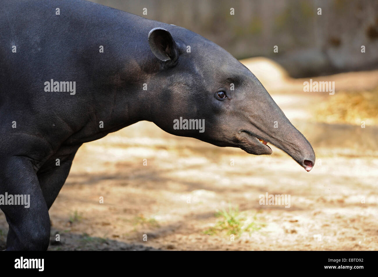 Asiatic tapir, Malayan tapir (Tapirus indicus), portrait, side view ...
