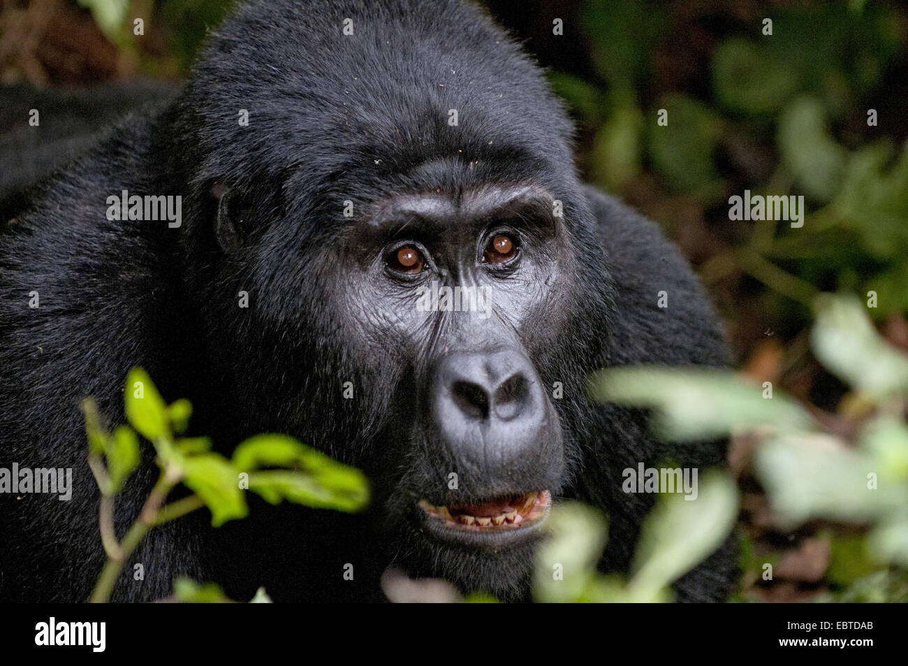 Gorilla open mouth hi-res stock photography and images - Alamy