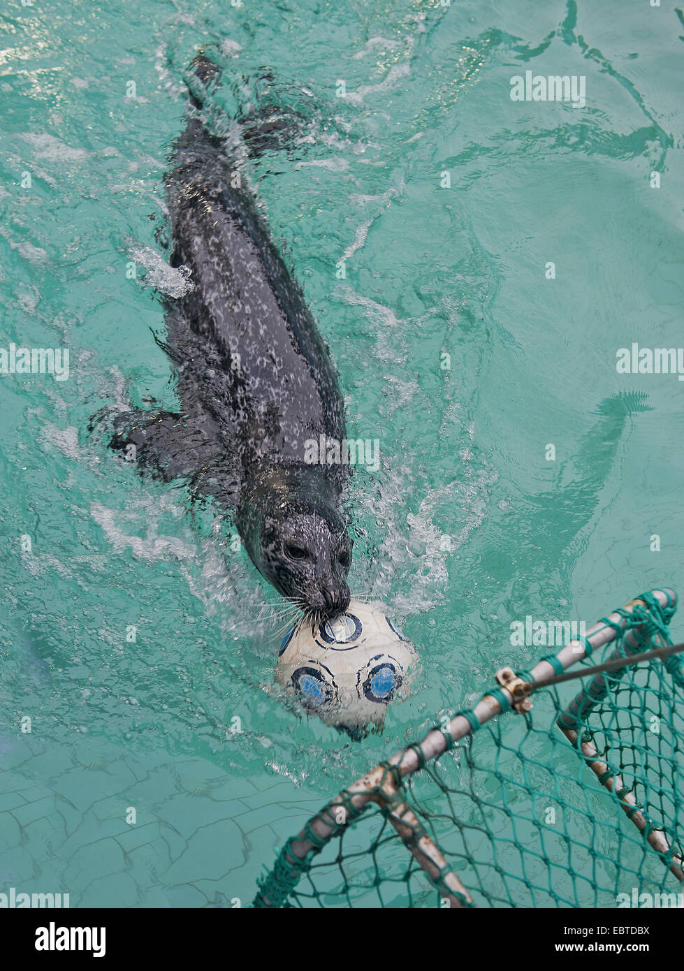 harbor seal, common seal (Phoca vitulina), trained animal in an ...