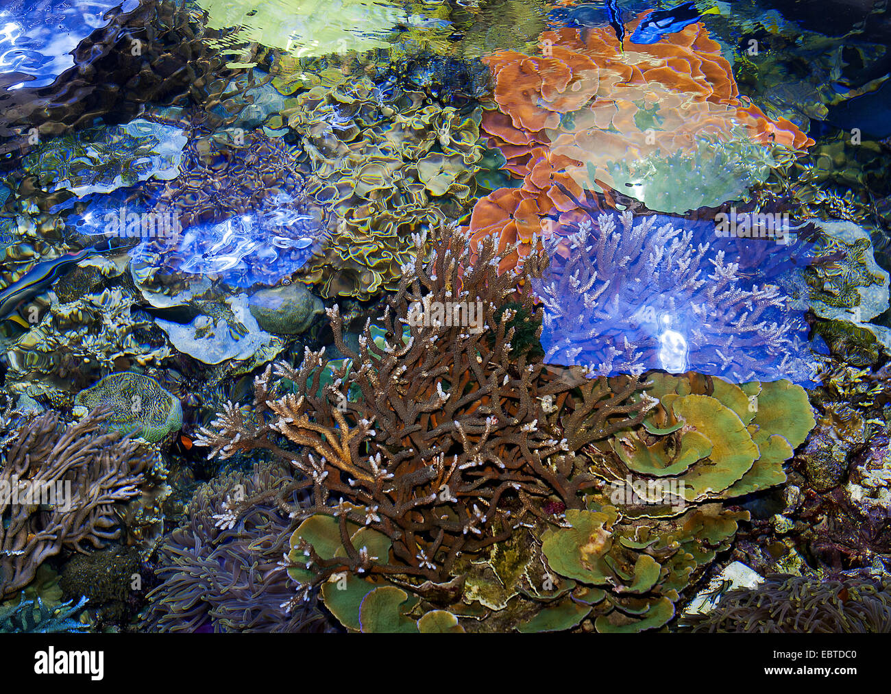 variety of colourful corals at the reef Stock Photo - Alamy