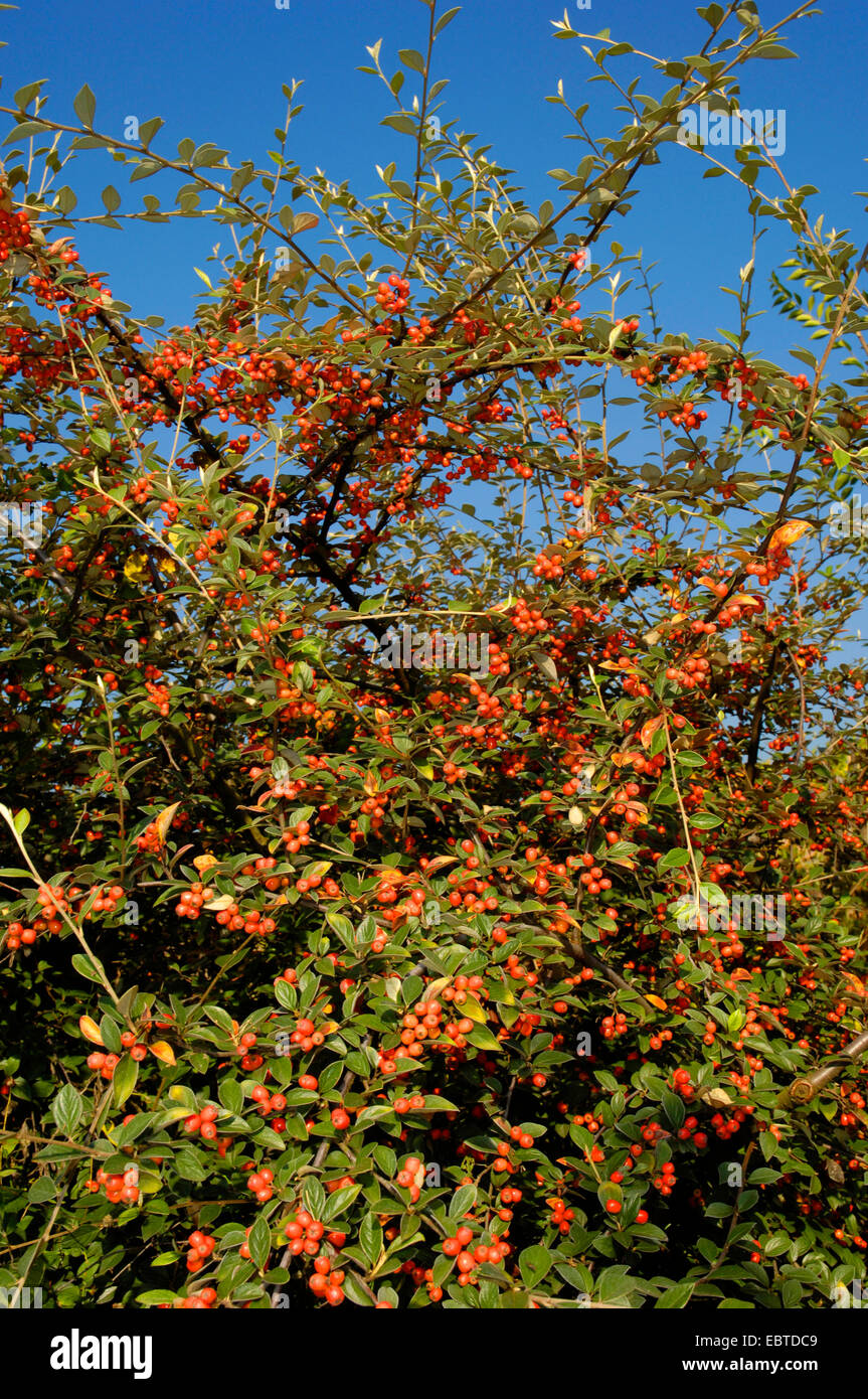 orange cotoneaster (Cotoneaster franchetii), fruiting Stock Photo - Alamy