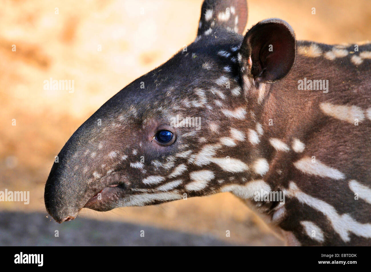 Asiatic tapir, Malayan tapir (Tapirus indicus), portrait of an infant ...
