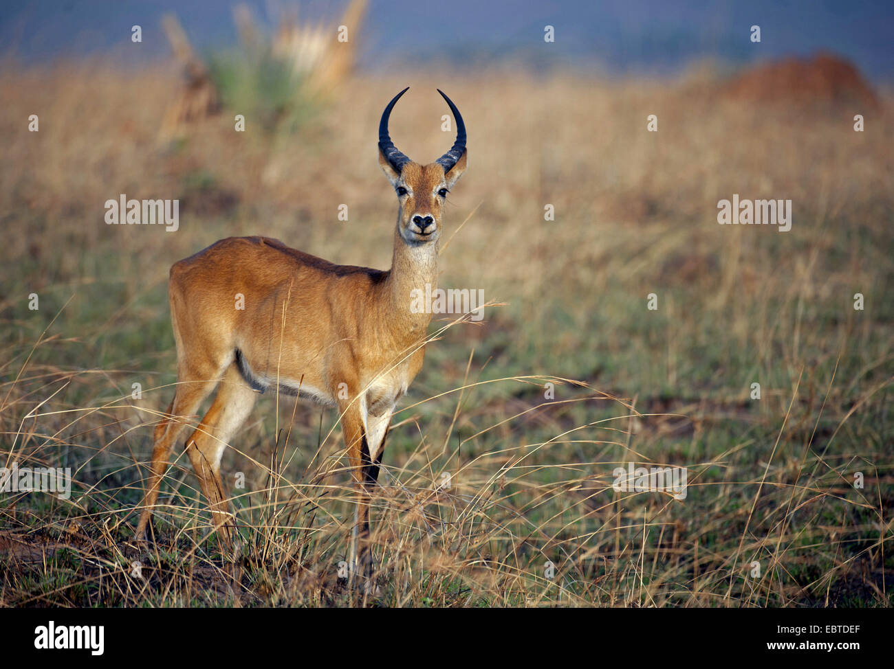 kob (Kobus kob), male standing in the savannah, Uganda, Murchison Falls ...
