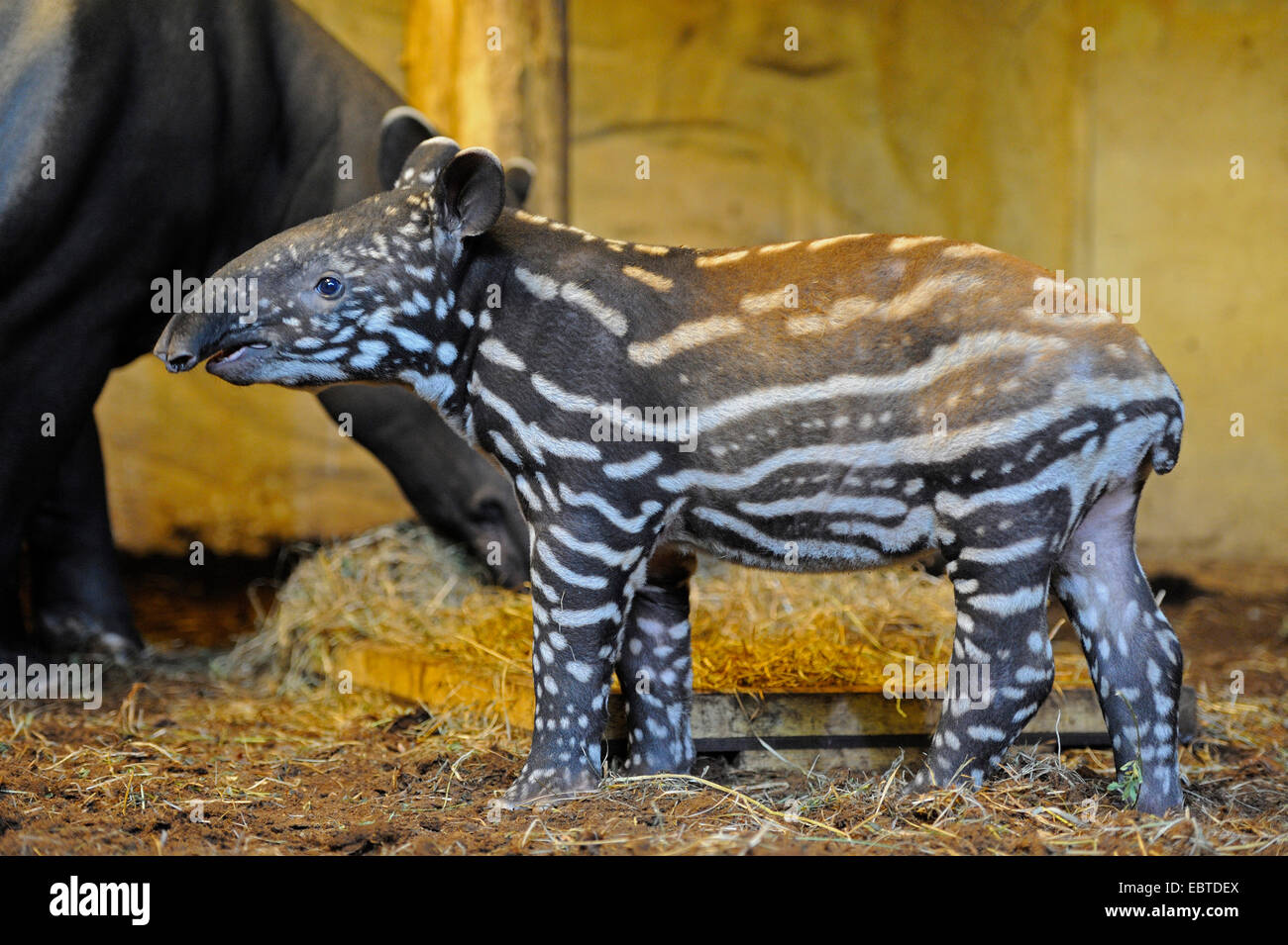Asiatic tapir, Malayan tapir (Tapirus indicus), young animal, side view ...