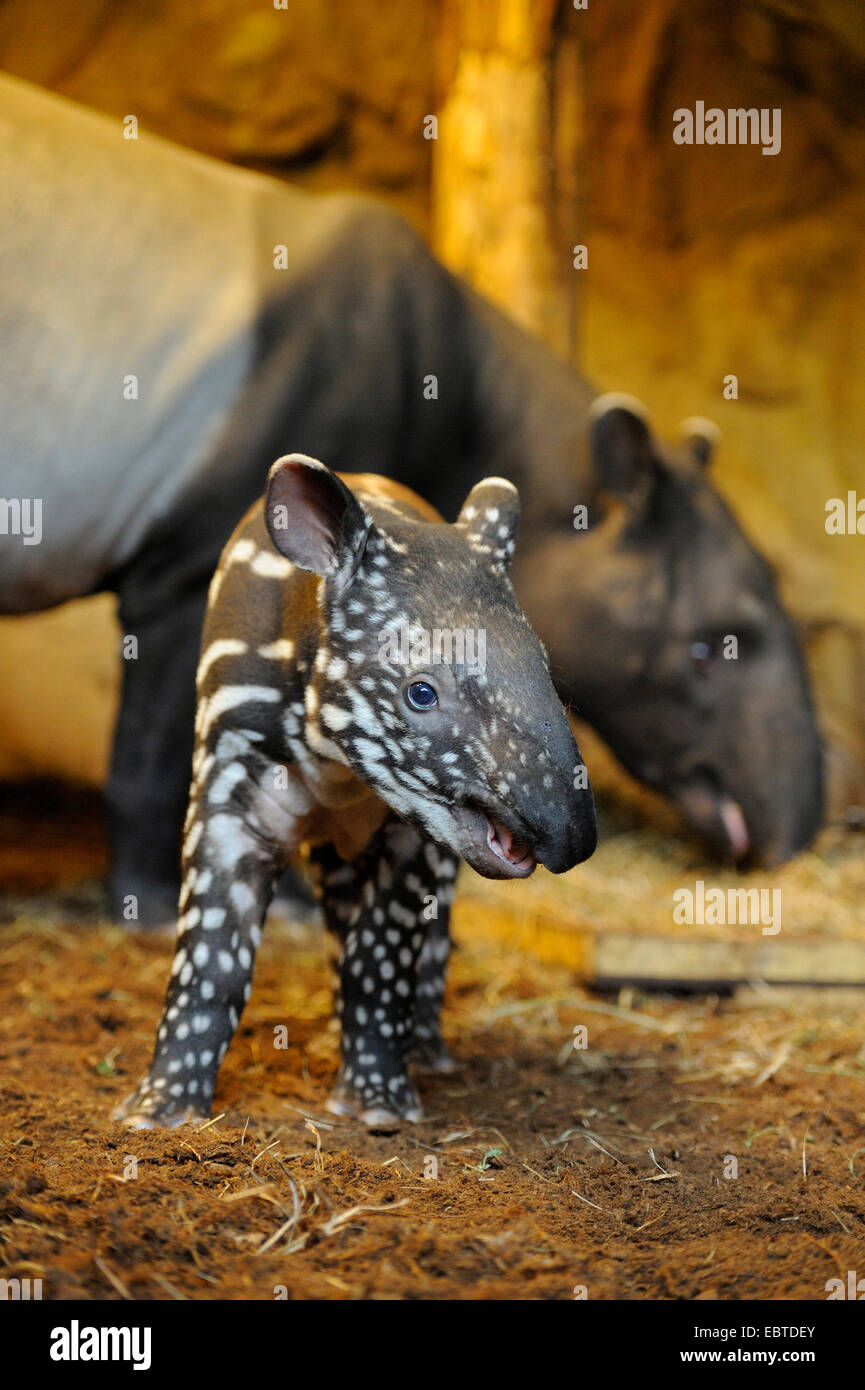 Malayan Tapir Mother And Baby
