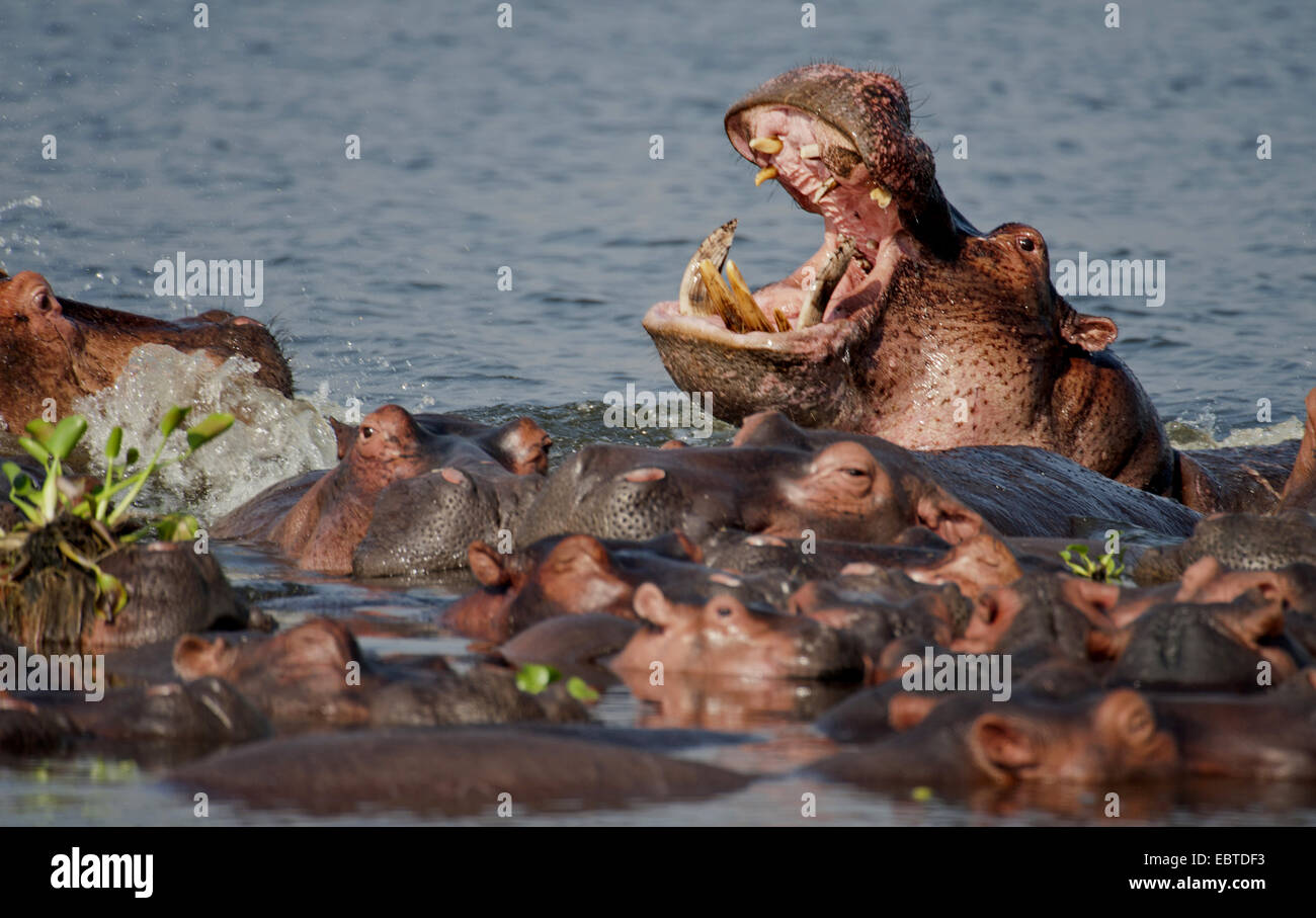 hippopotamus, hippo, Common hippopotamus (Hippopotamus amphibius ...