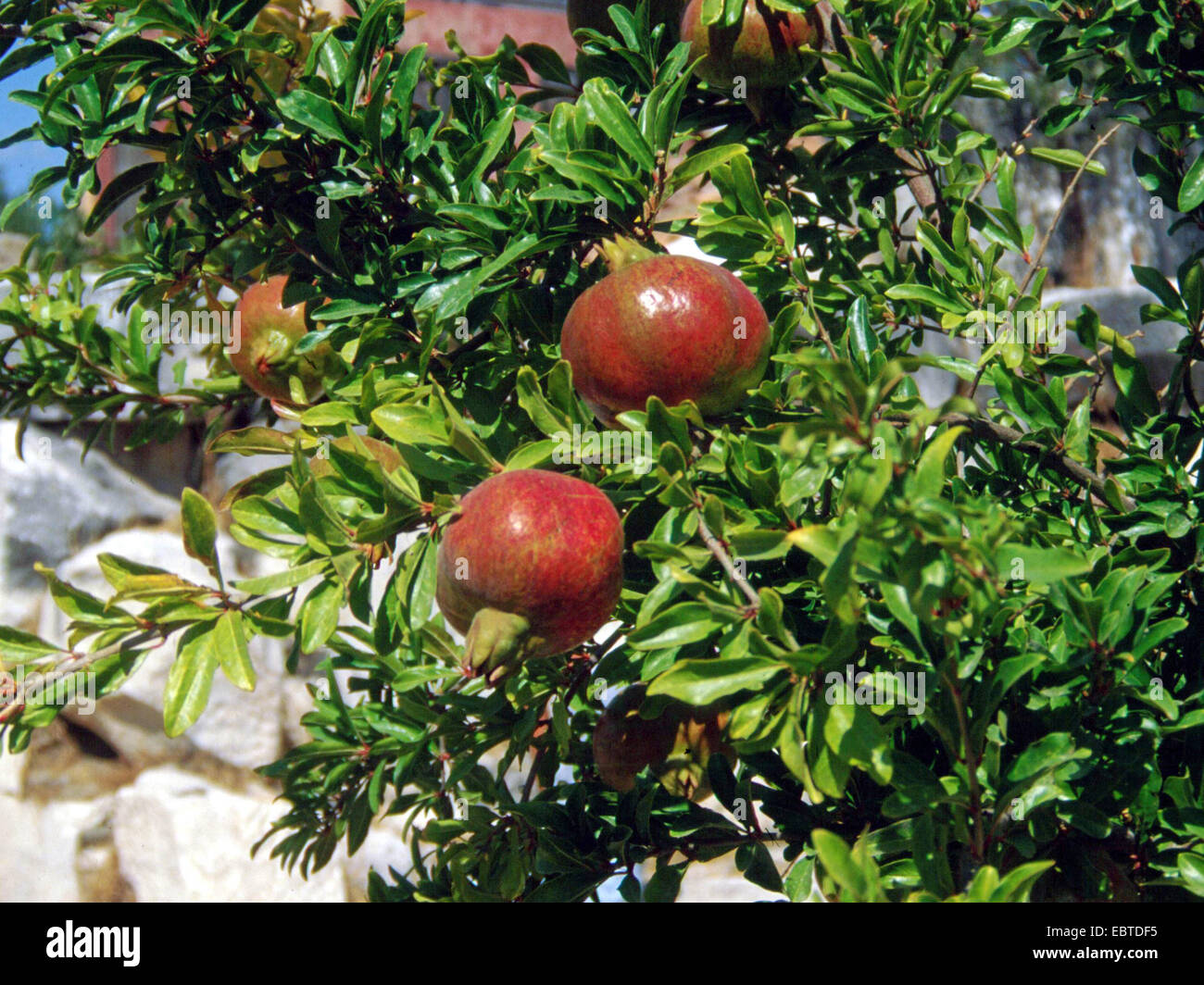 Anar fruit hi-res stock photography and images - Alamy