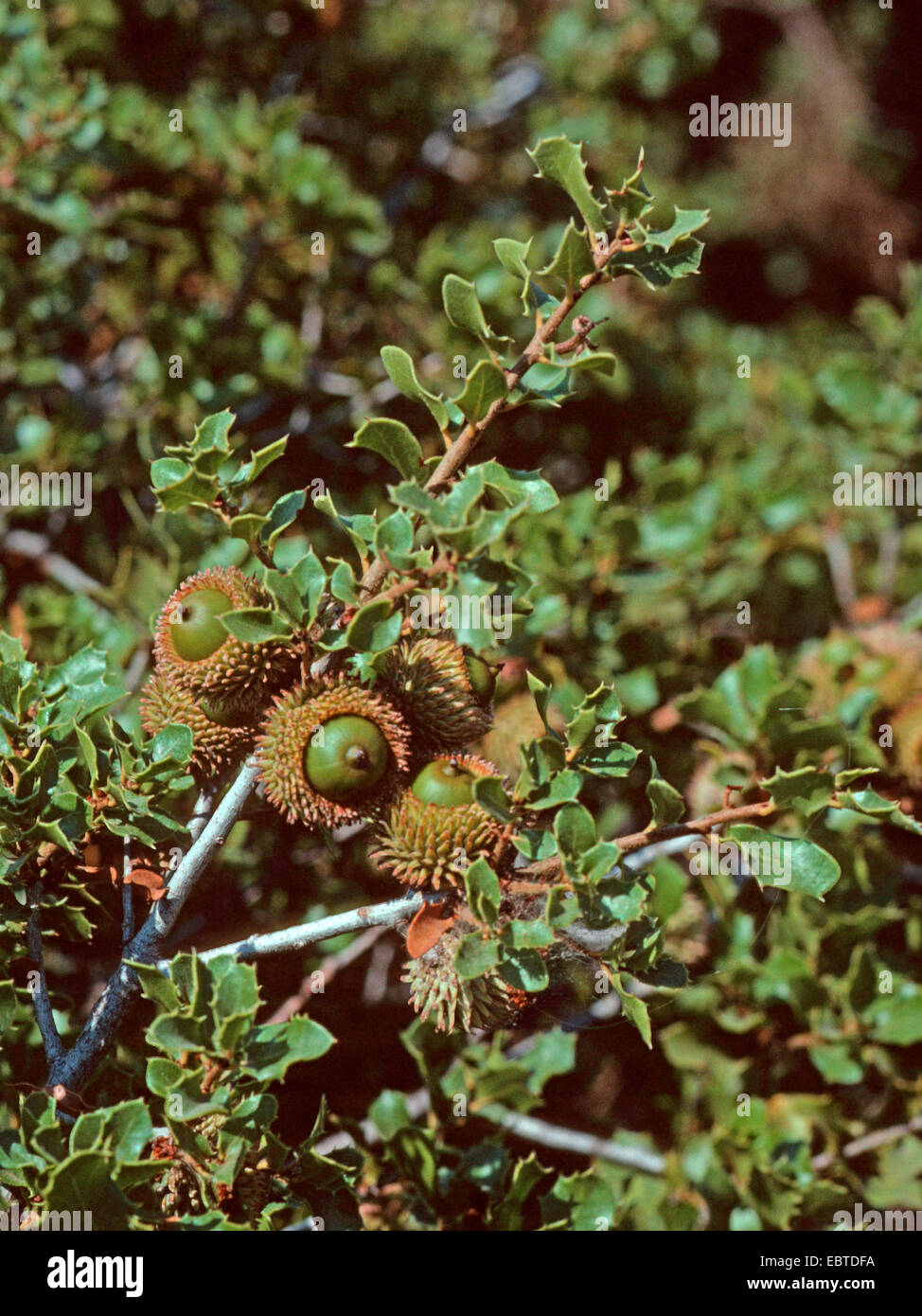 Turkey oak tree hi-res stock photography and images - Alamy
