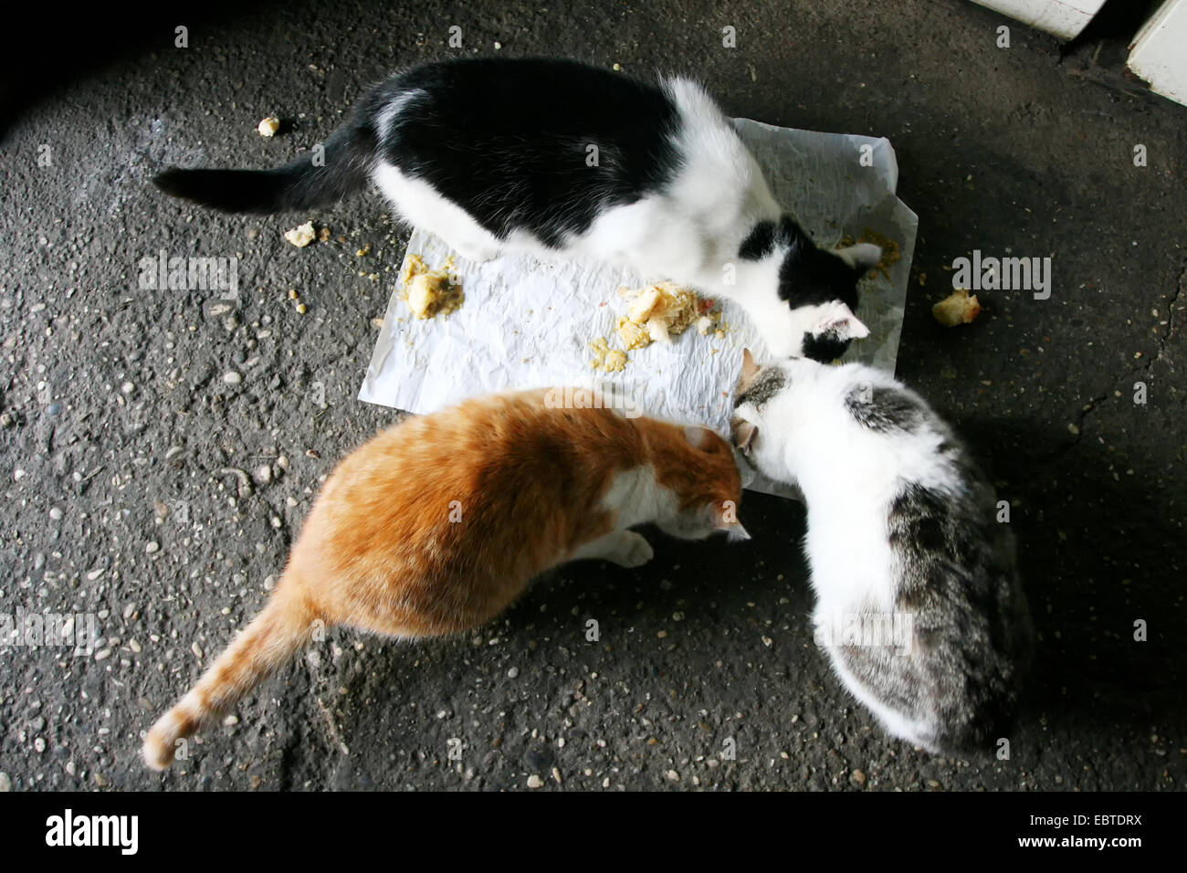 Three cats eating food from the concrete floor Stock Photo - Alamy