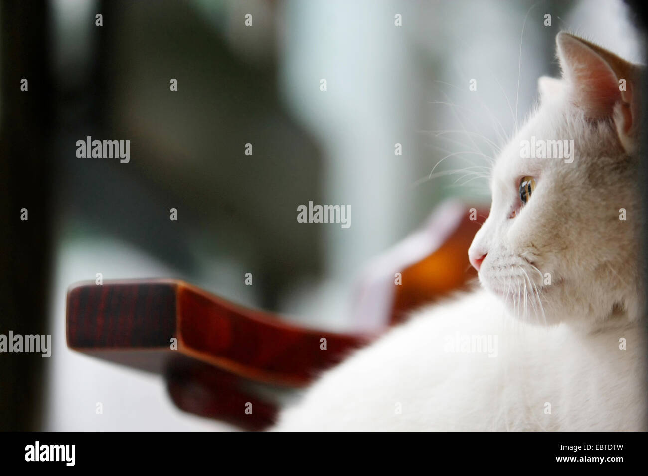 A side view of a white cat sitting in a chair Stock Photo - Alamy