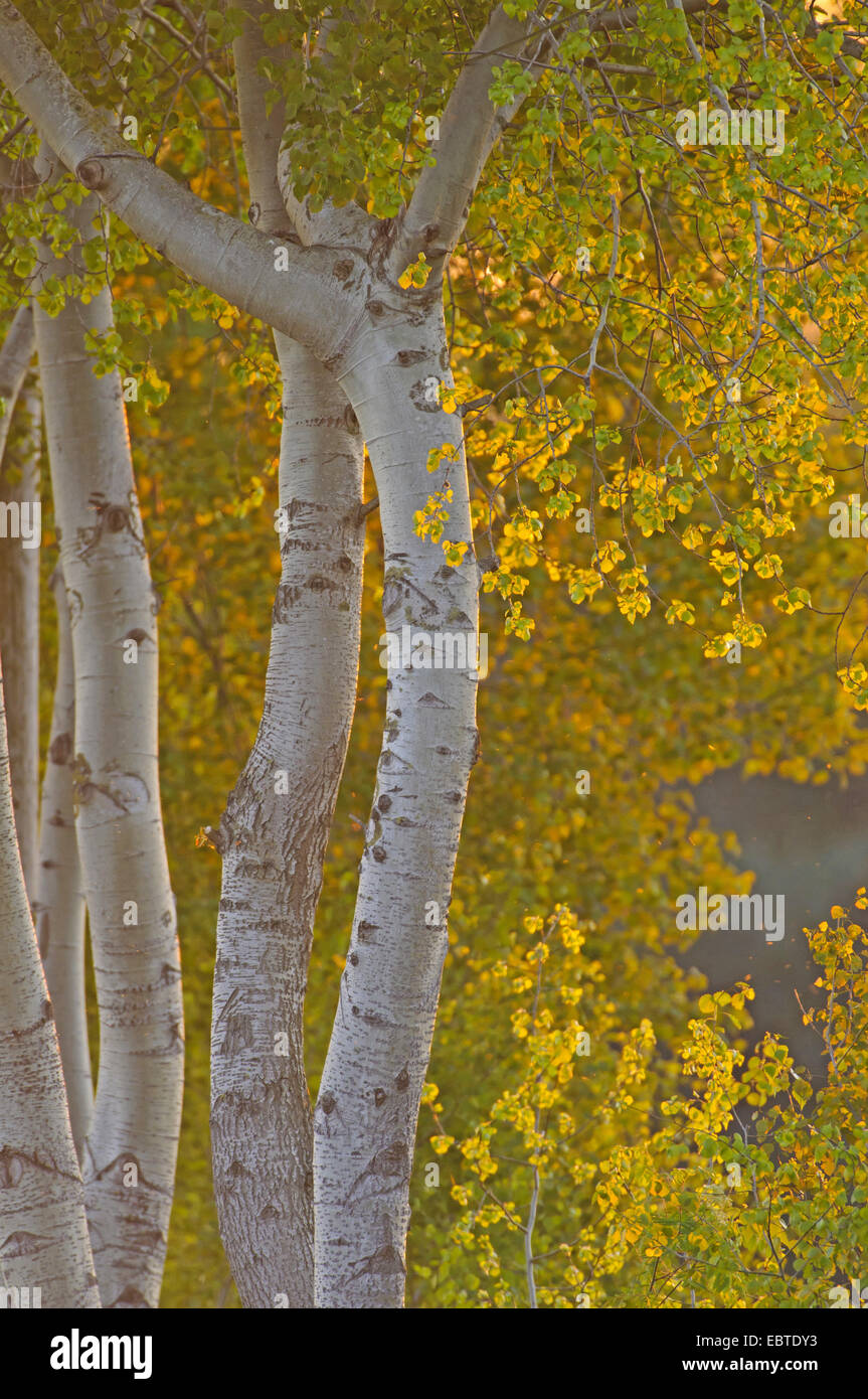 European aspen (Populus tremula), trunks and foliage of a forest ...
