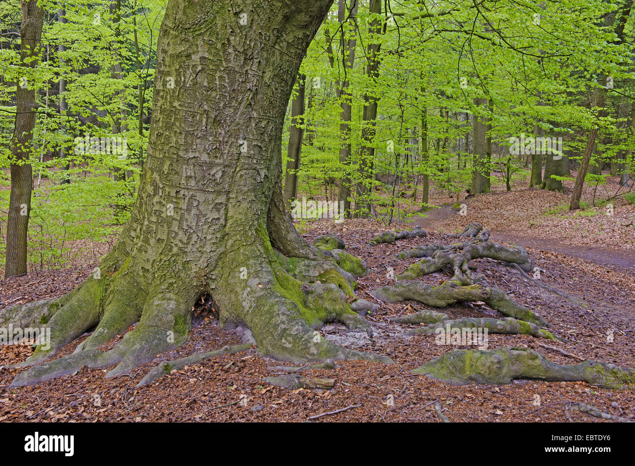 Flat root system hi-res stock photography and images - Alamy