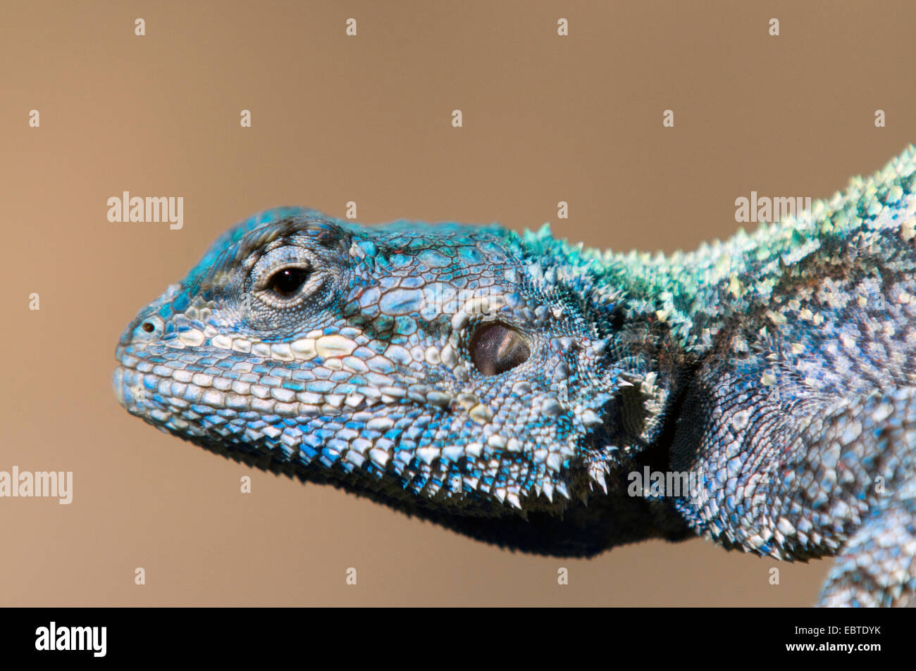 blue-headed tree agama (Acanthocerus atricollis), portrait, side view ...