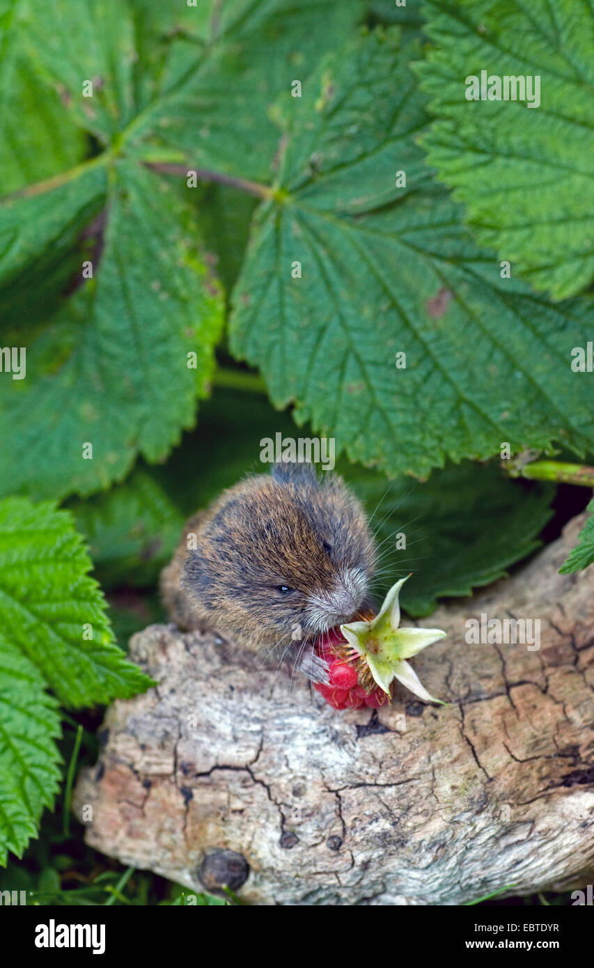 field vole, short-tailed vole (Microtus agrestis), eating a raspberry ...