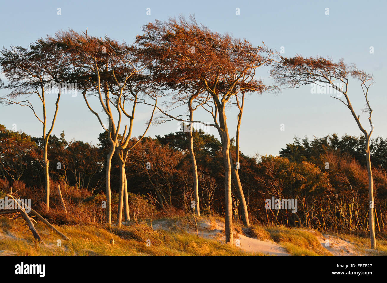 common beech (Fagus sylvatica), wind dodgers on the beach in evening ...
