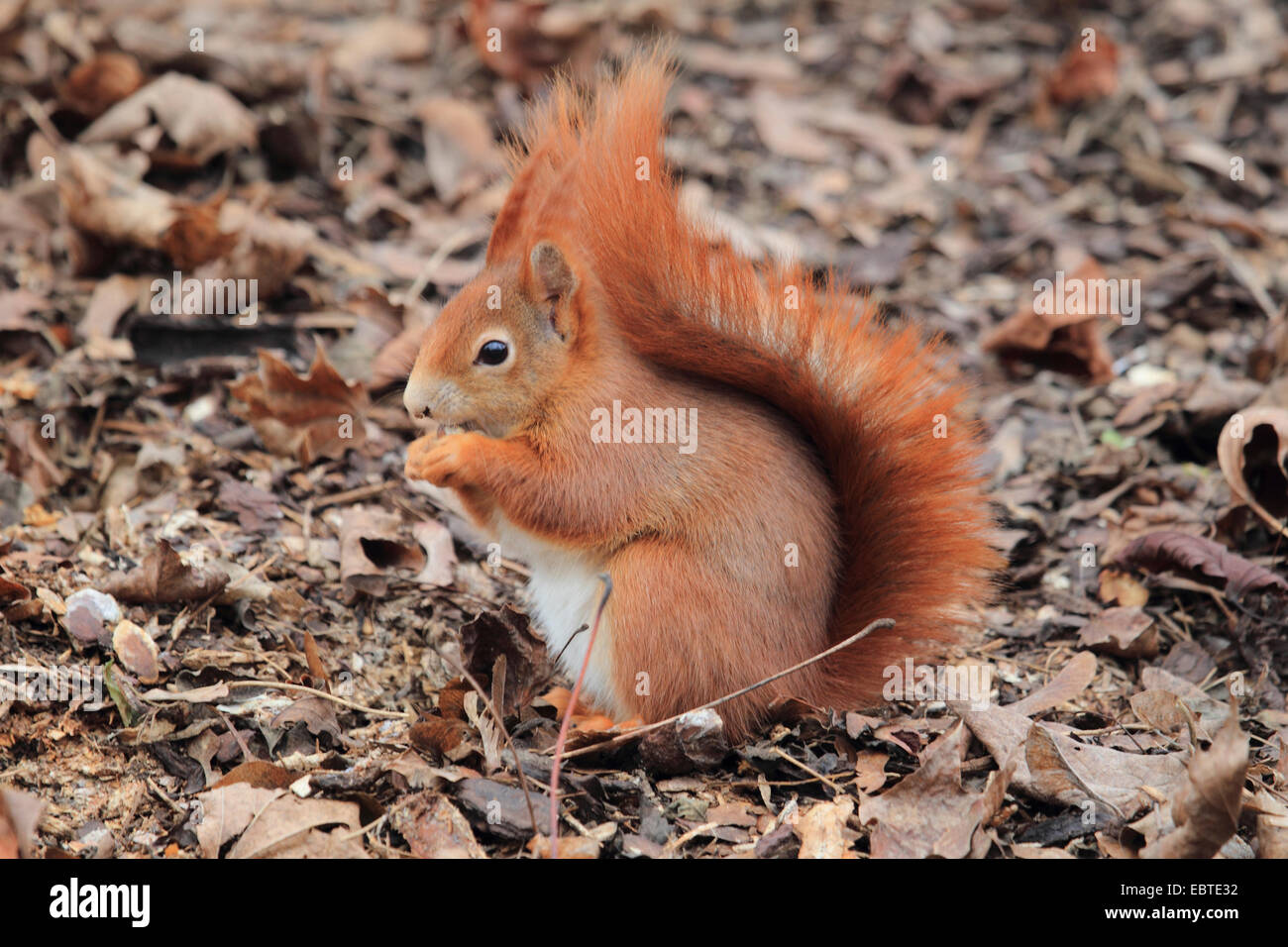 European red squirrel, Eurasian red squirrel (Sciurus vulgaris ...