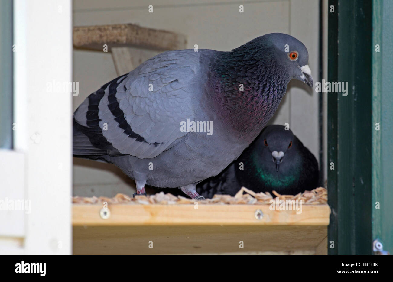 Columba Livia Anatomy