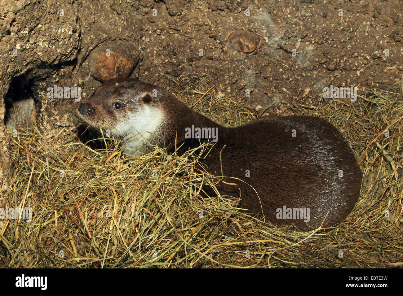 European river otter, European Otter, Eurasian Otter (Lutra lutra ...