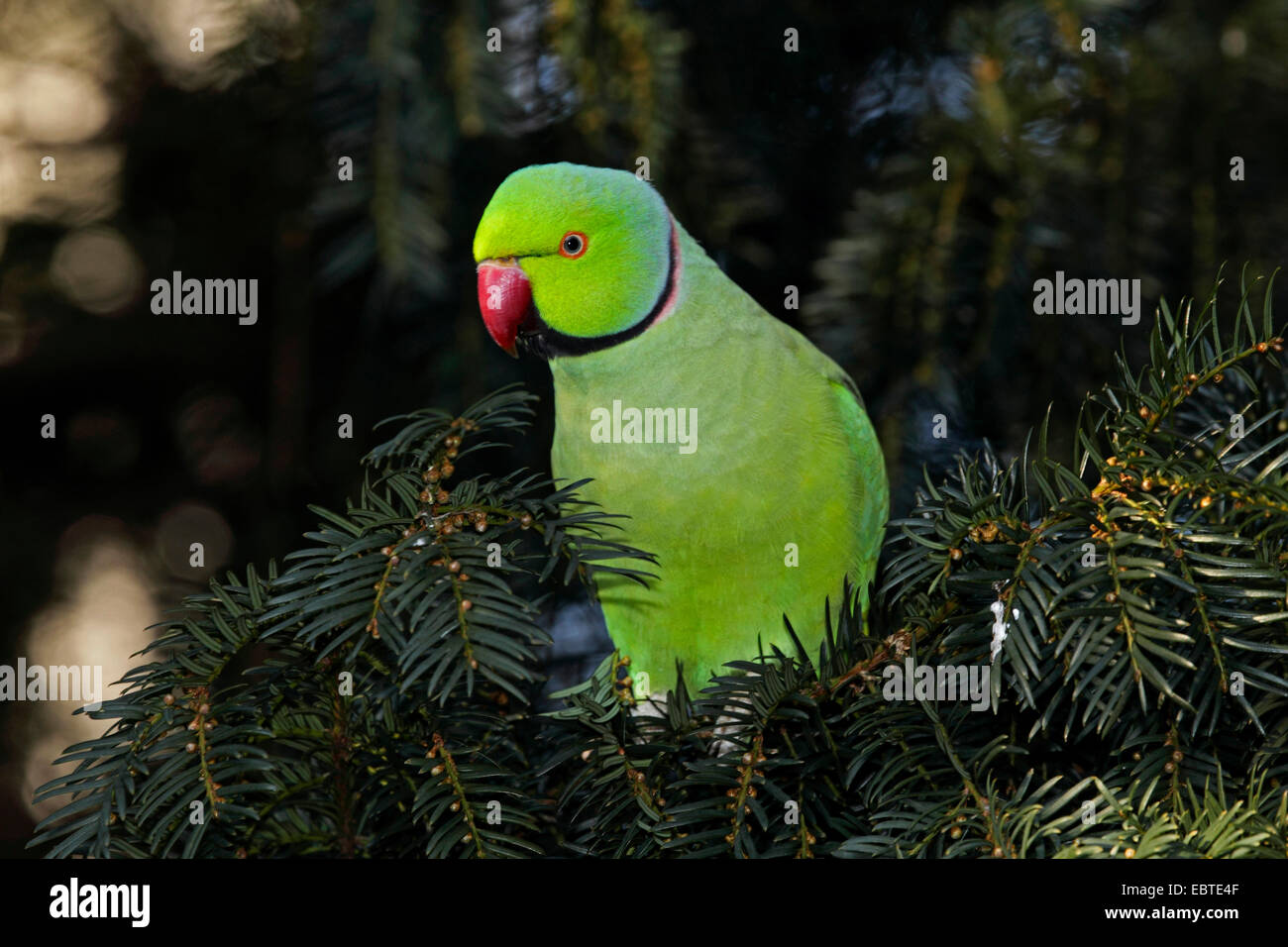 rose-ringed parakeet (Psittacula krameri krameri), sitting on a branch ...