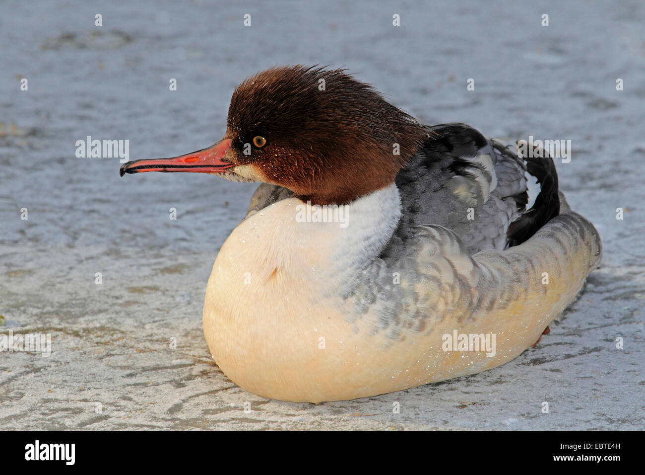 goosander (Mergus merganser), female sitting on the ice Stock Photo - Alamy