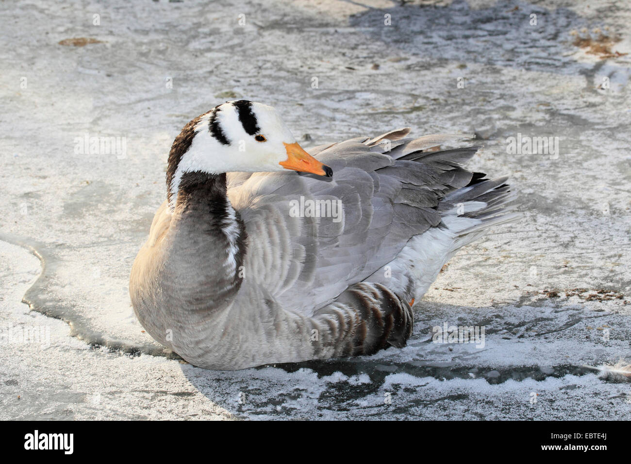 bar-headed goose (Anser indicus), sitting on the ice Stock Photo - Alamy