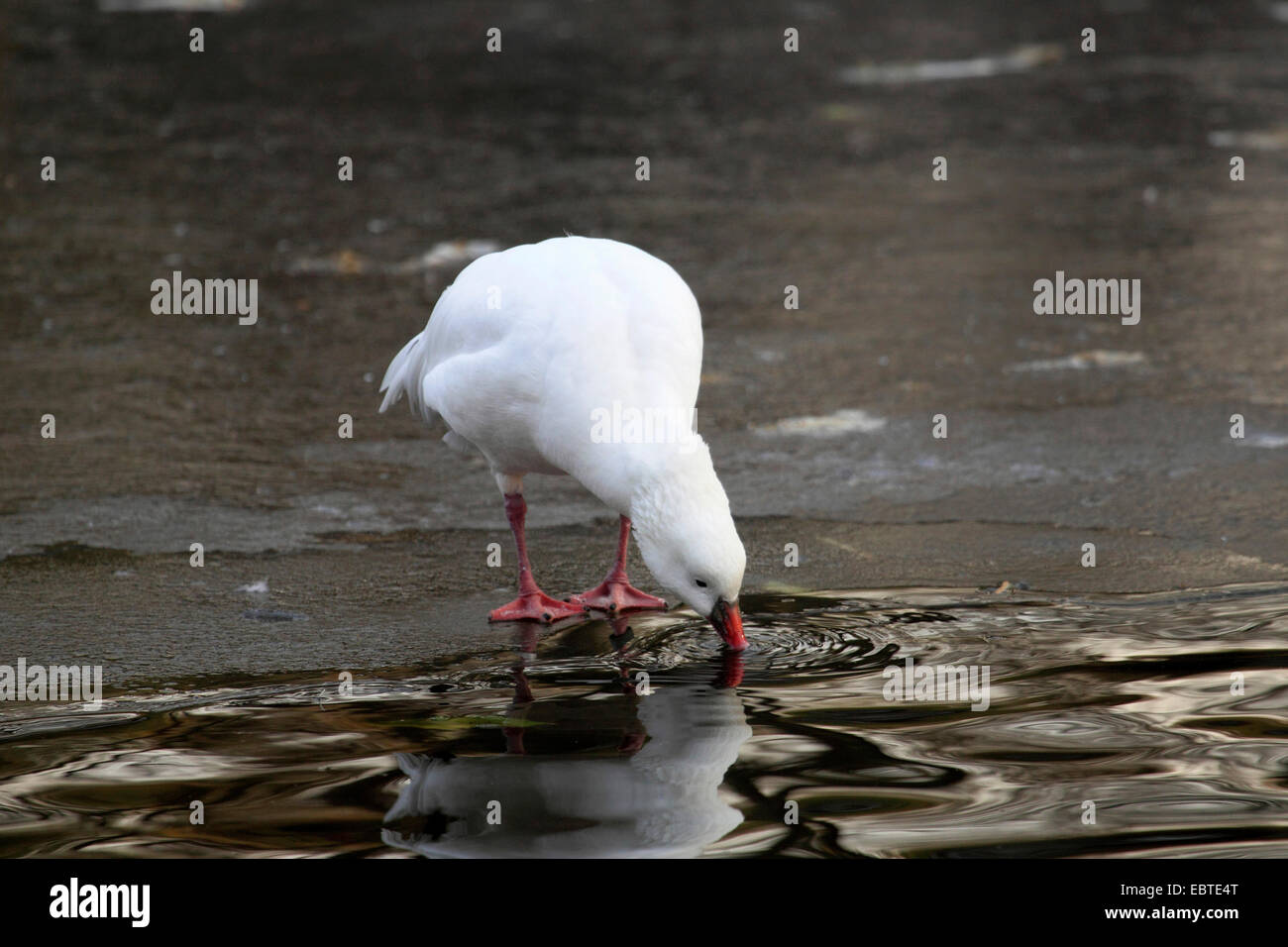 Ross's goose (Anser rossi, Chen rossi), standing at a hole in an icy ...