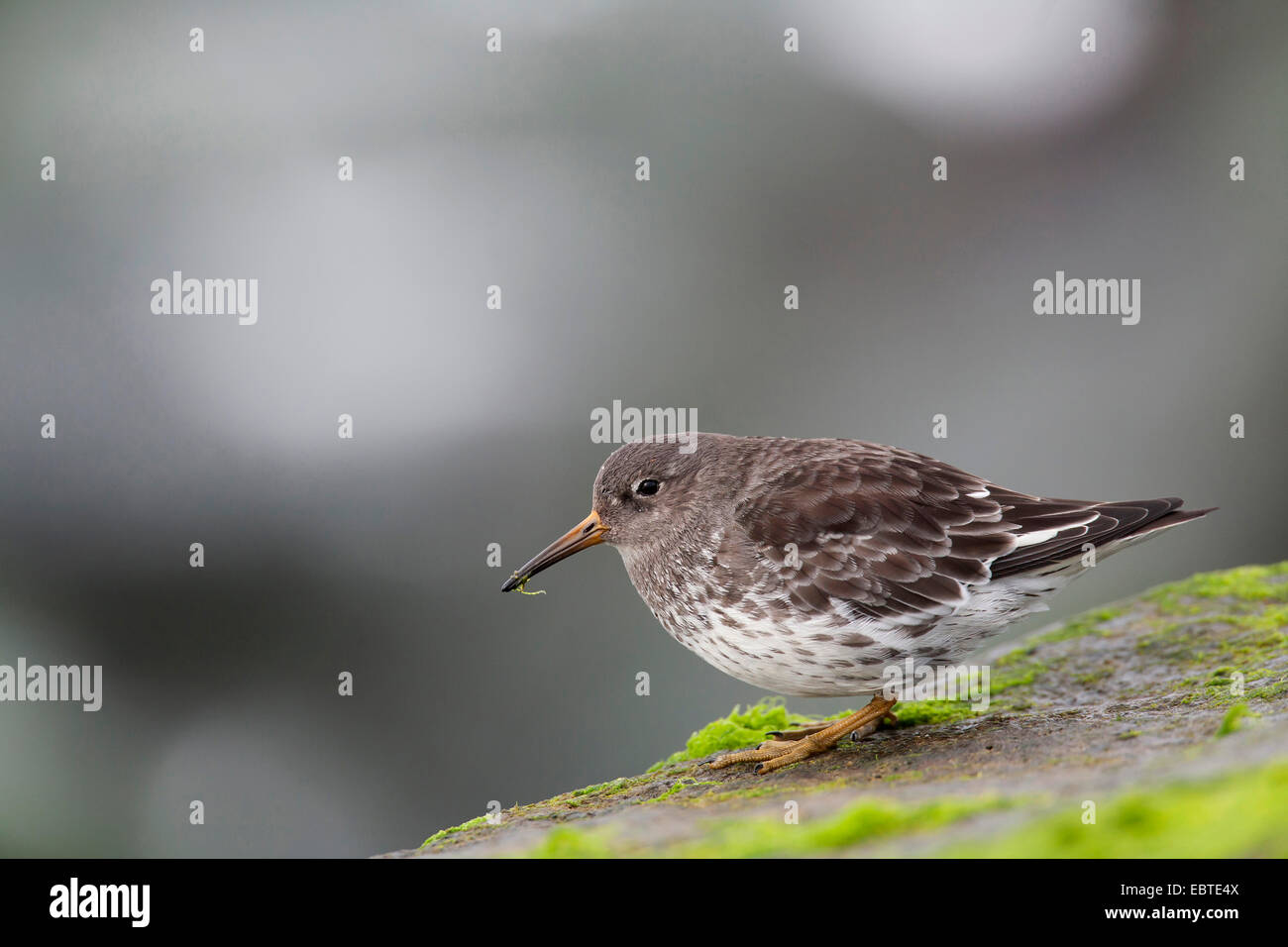 Purple sandpiper winter plumage hi-res stock photography and images - Alamy