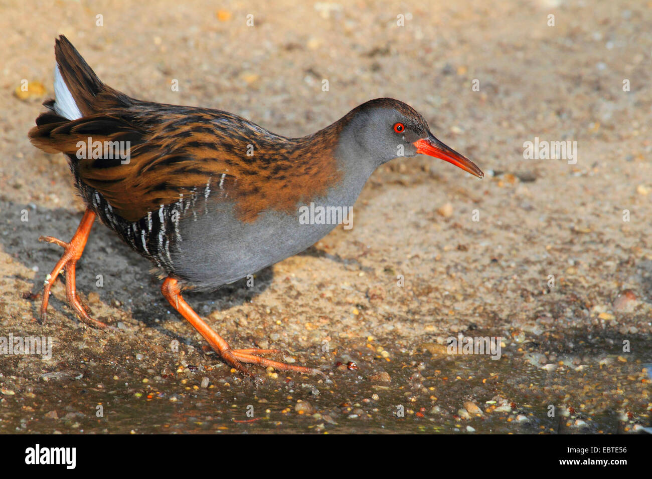 water rail (Rallus aquaticus), walking at the sand shore of a water ...