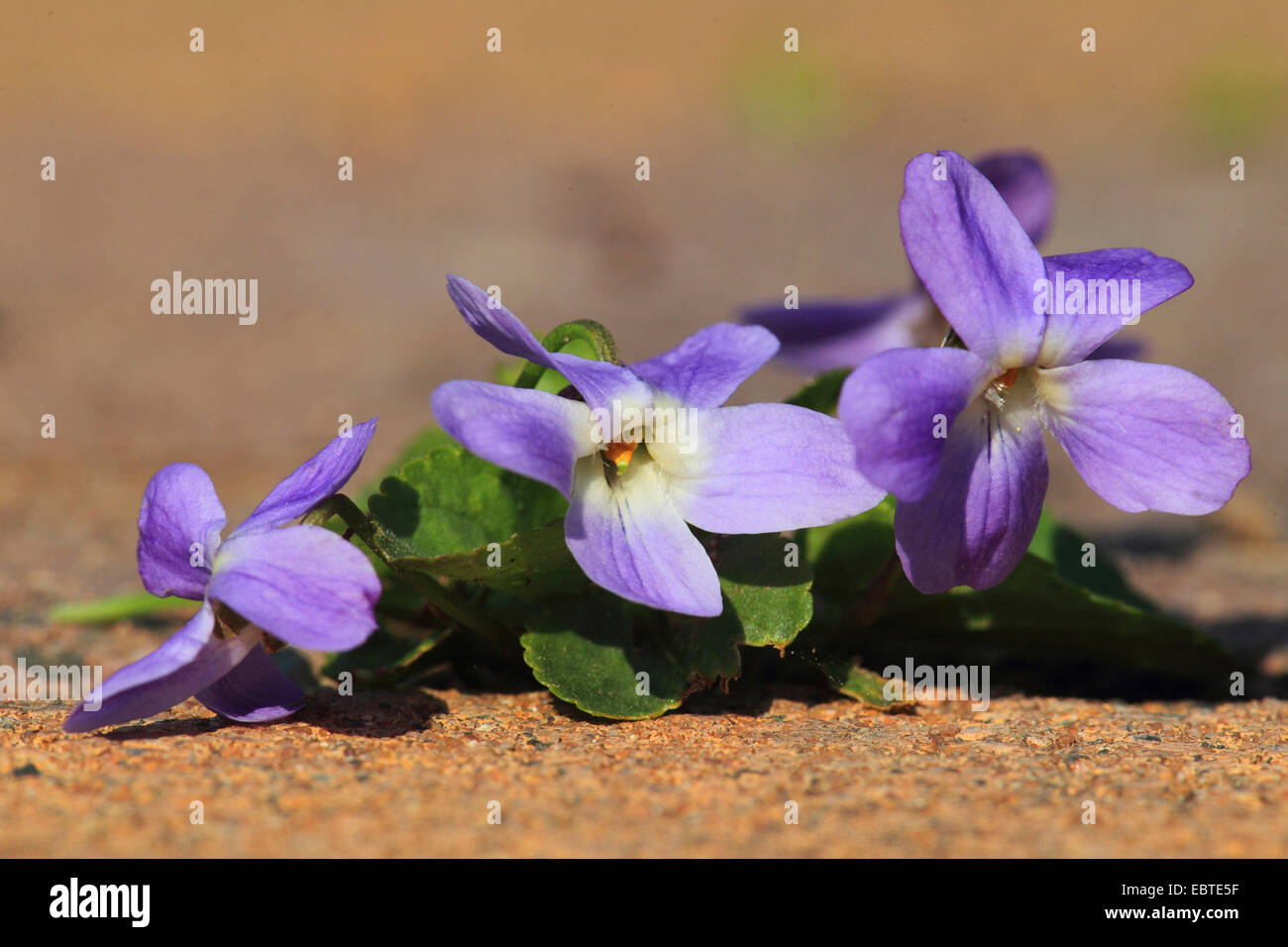 English violet, Sweet violet (Viola odorata), growing on a pavement ...