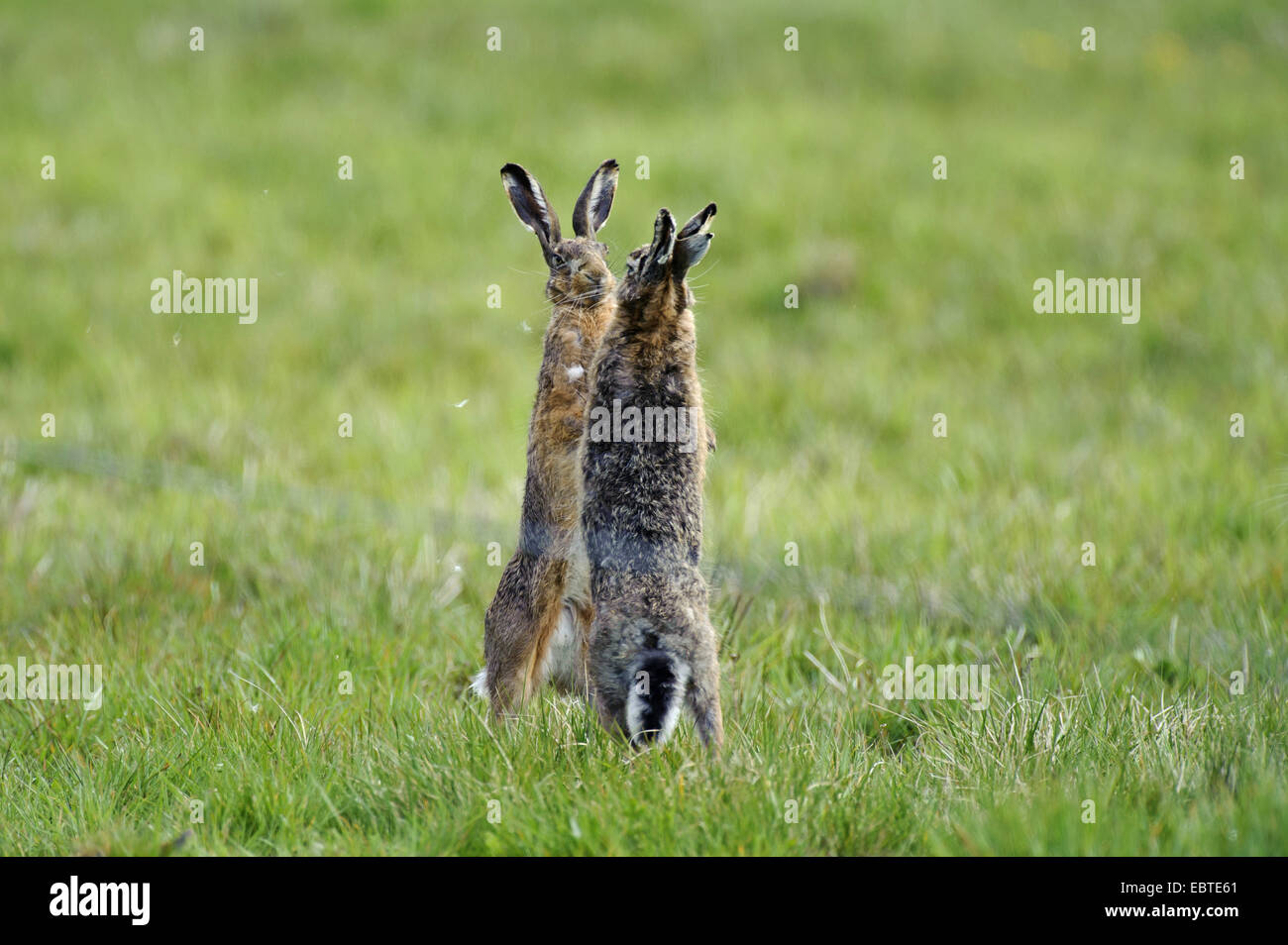European hare (Lepus europaeus), two males on their hind legs in a ...