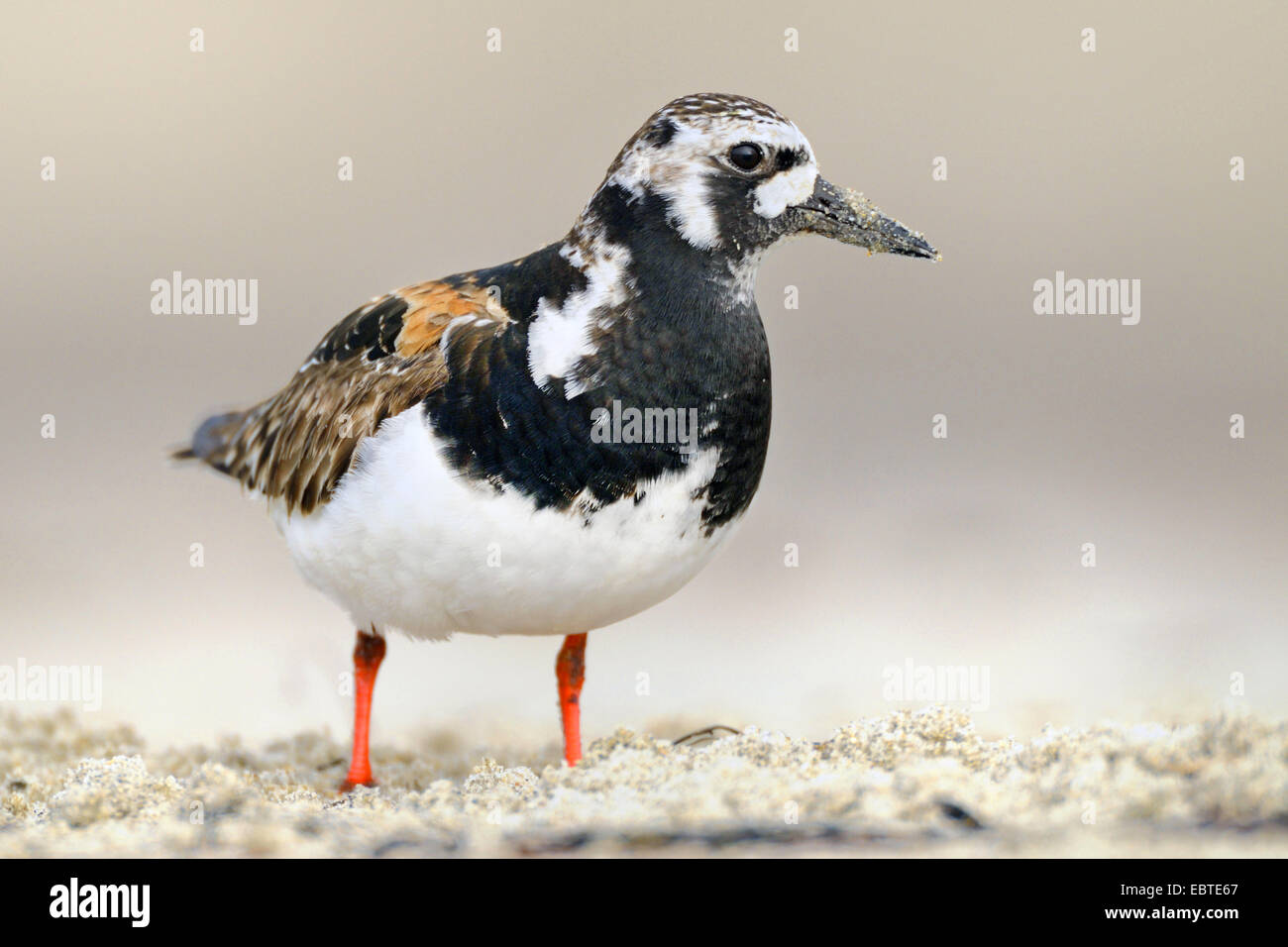 ruddy turnstone (Arenaria interpres), standing on the sand beach with a ...