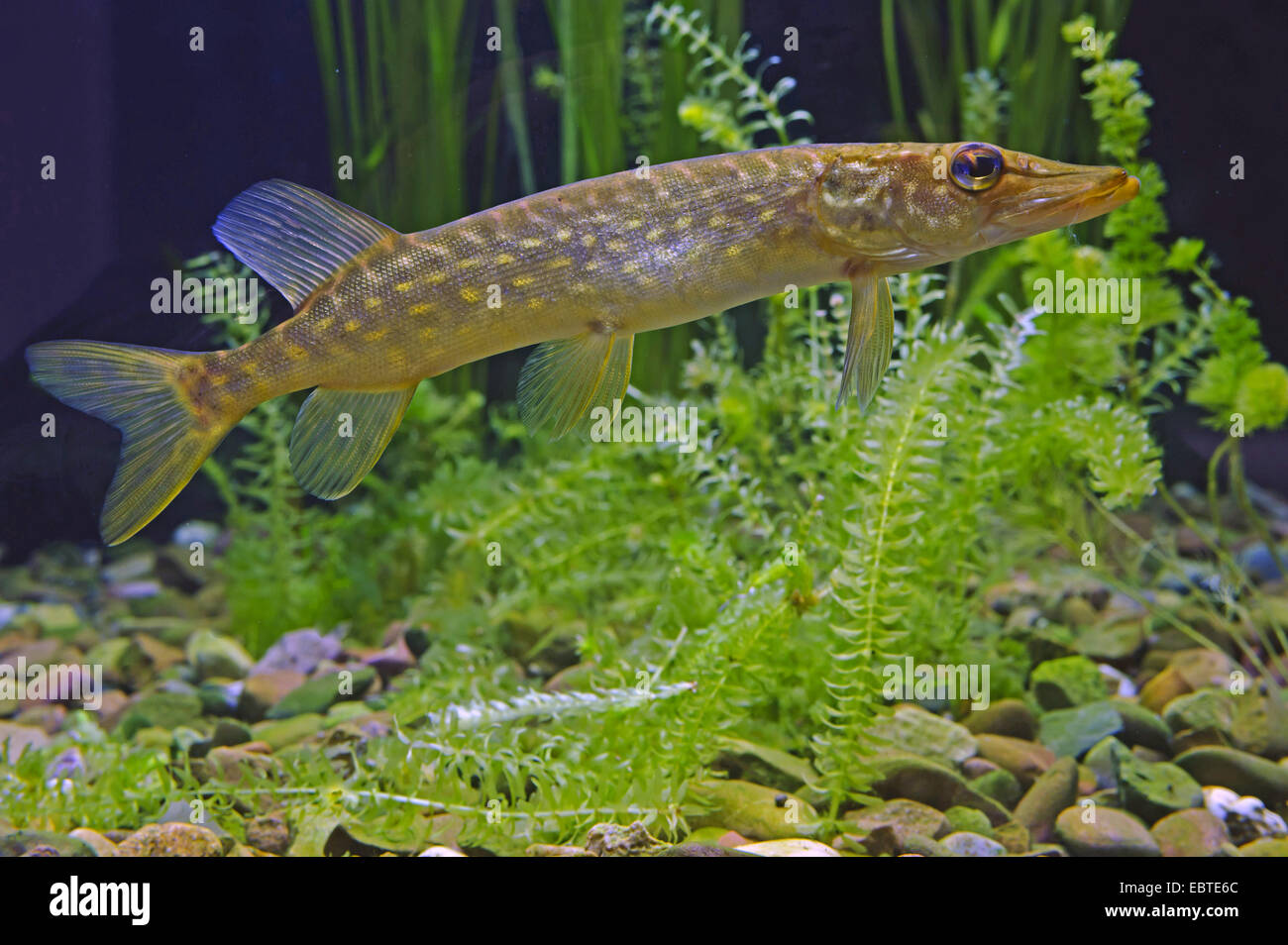 Young northern pike esox lucius hi-res stock photography and images - Alamy