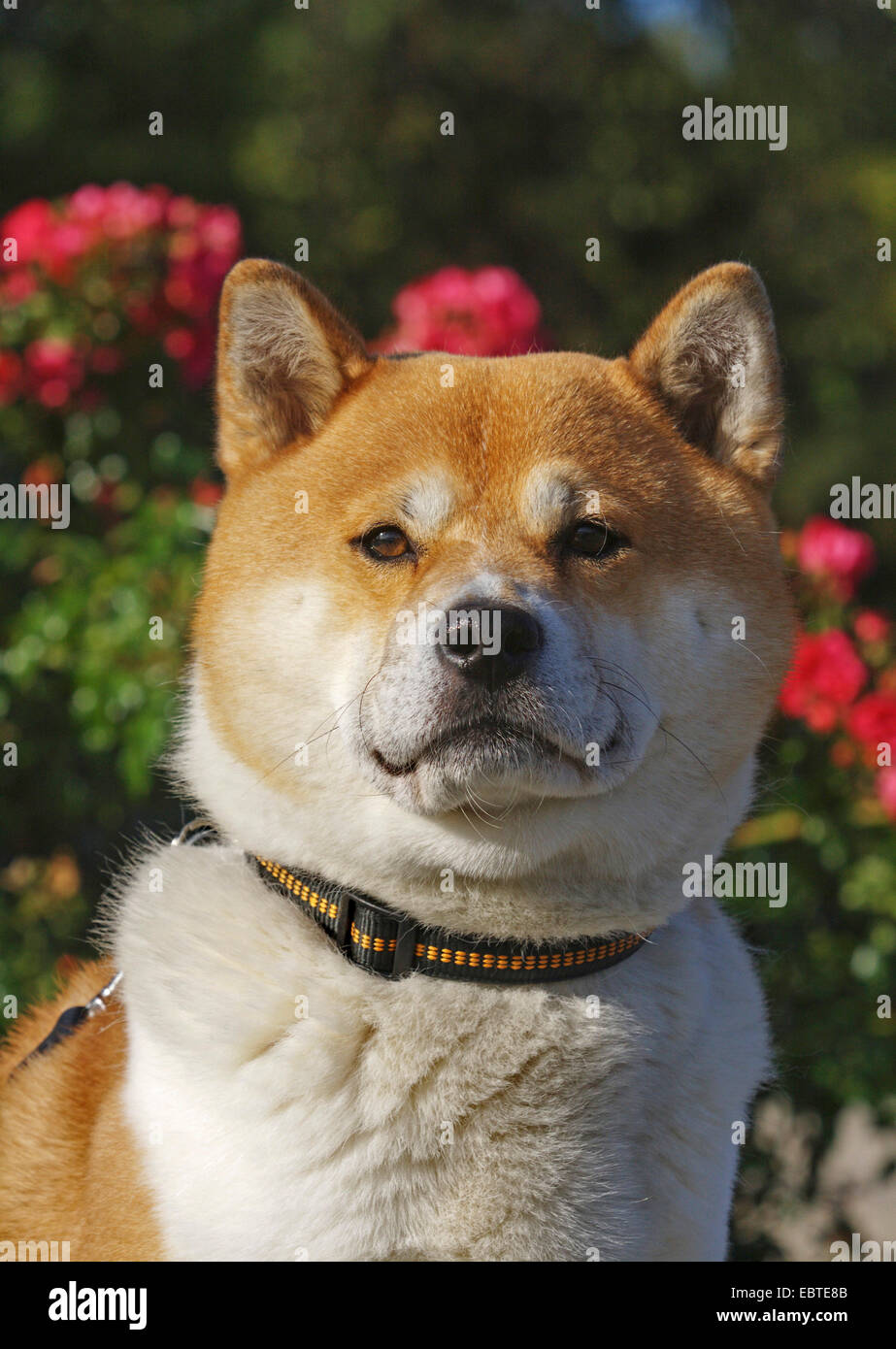 Shiba Inu (Canis lupus f. familiaris), sitting in front of dog roses ...