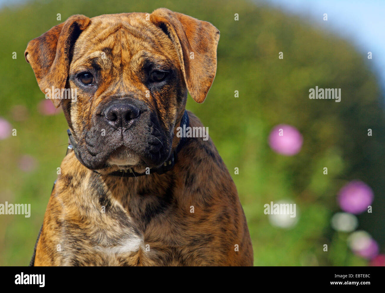 18 weeks old puppy hi-res stock photography and images - Alamy