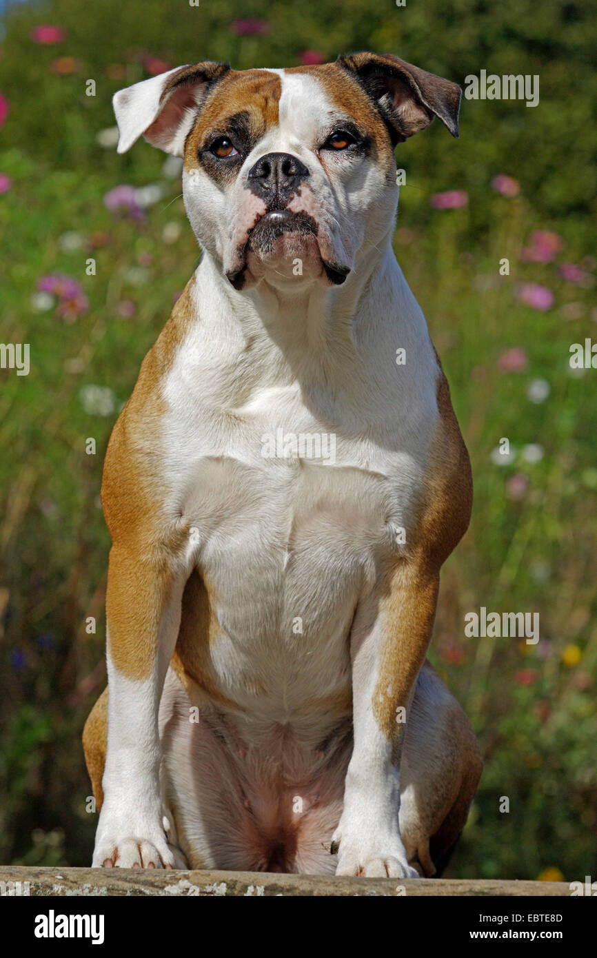 continental bulldog (Canis lupus f. familiaris), she dog sitting on a ...