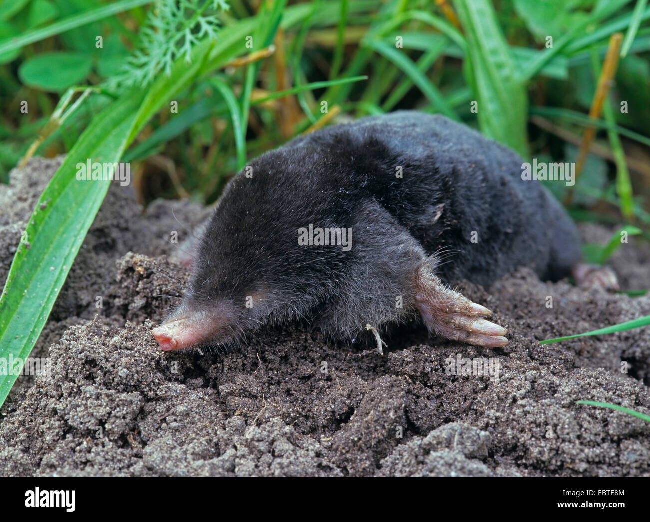 European moles talpa europaea hi-res stock photography and images - Alamy